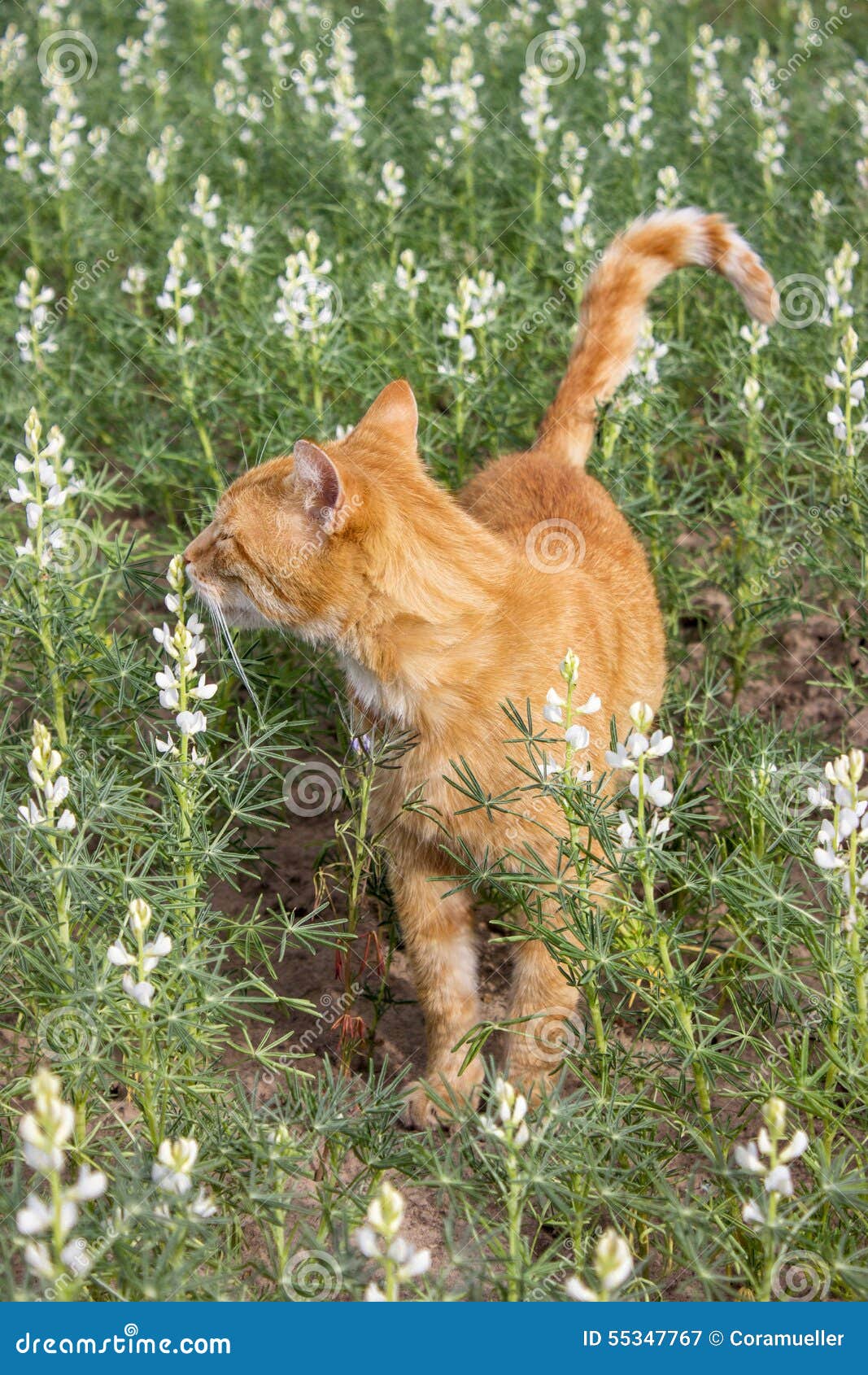 Gato rojo imagen de archivo. Imagen de campo, blanco - 55347767