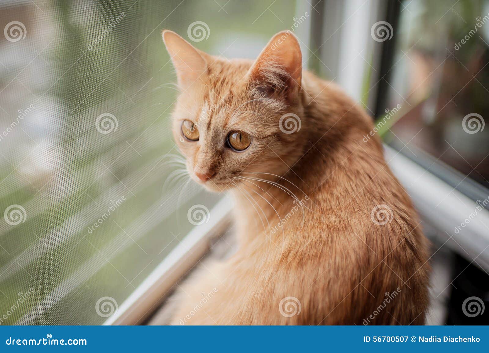 Gato rojo imagen de archivo. Imagen de encantador, cubo - 56700507