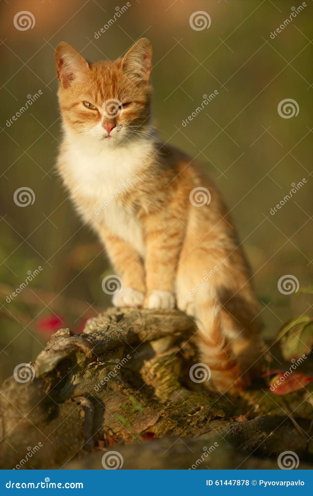 Gato rojo foto de archivo. Imagen de fondo, ronroneo - 61447878