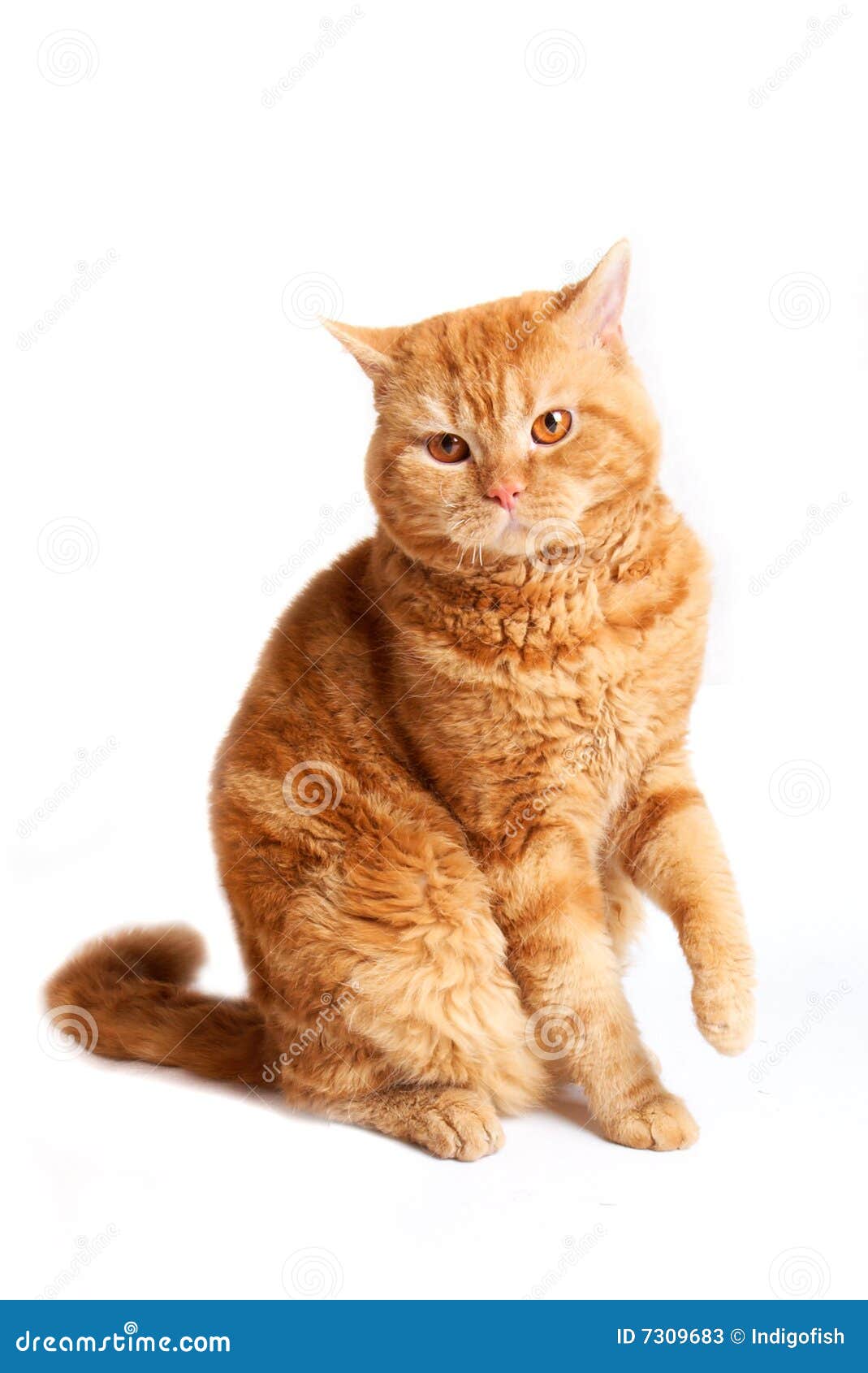 Gato rojo imagen de archivo. Imagen de casta, vertical - 7309683