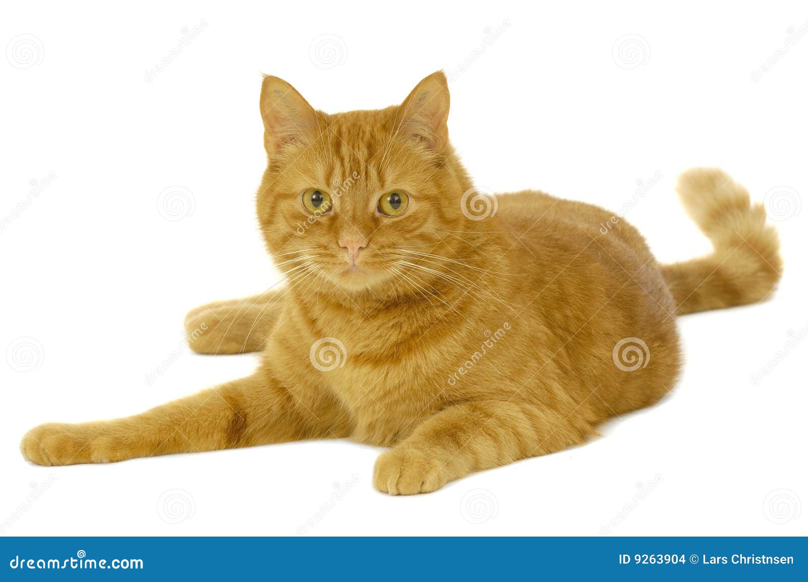 Gato rojo foto de archivo. Imagen de animal, doméstico - 9263904