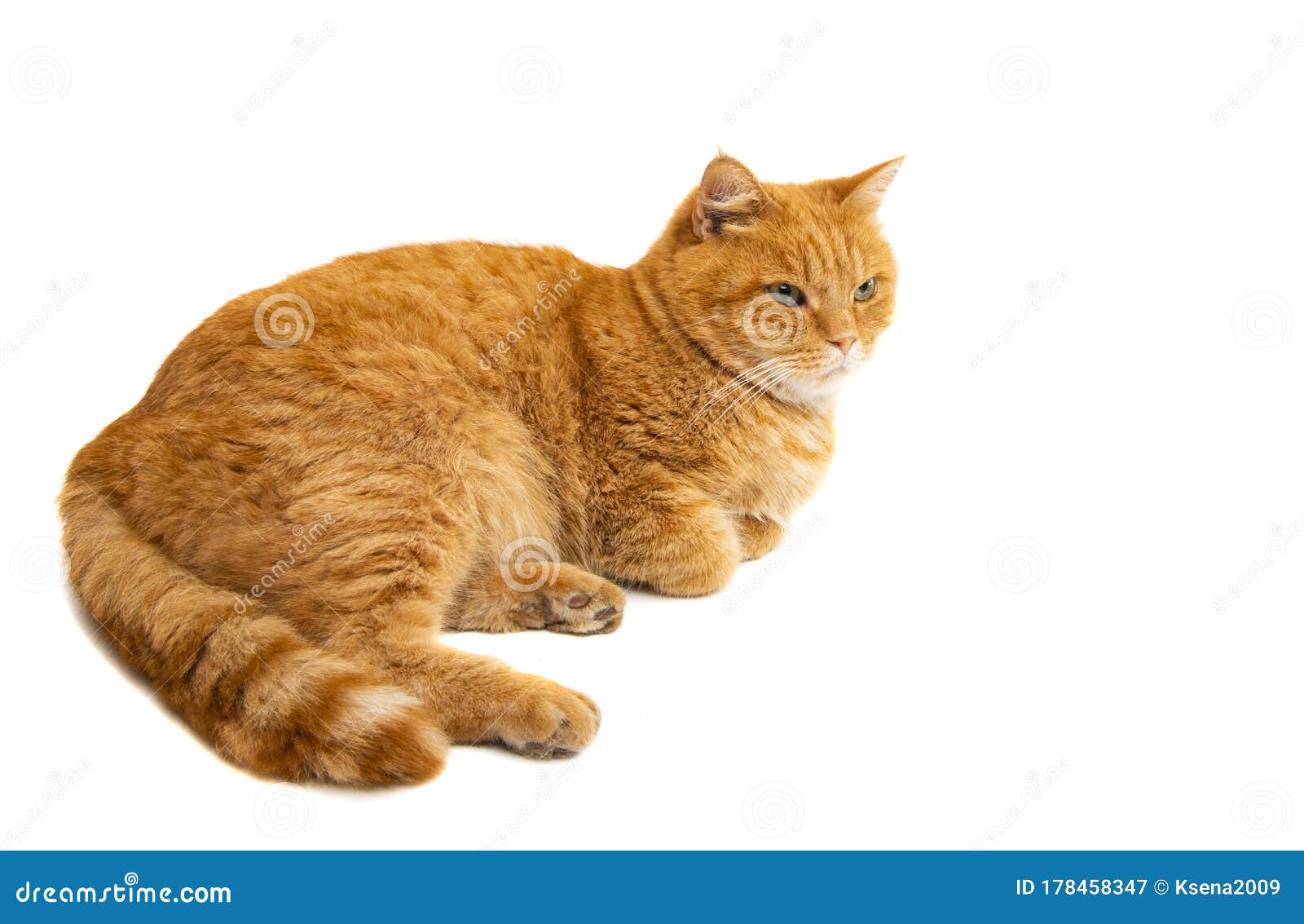 Gato rojo aislado imagen de archivo. Imagen de gatito - 178458347