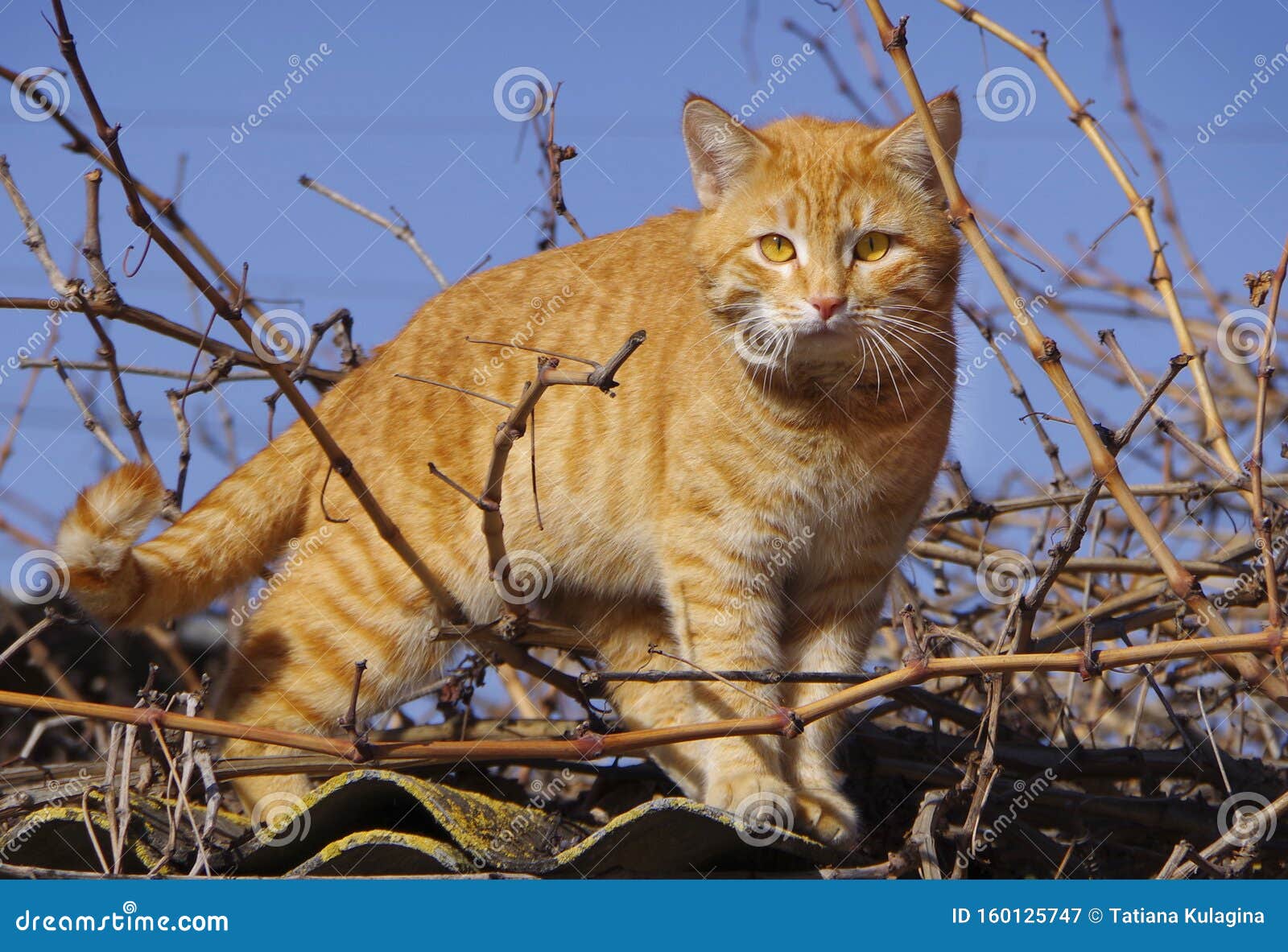 Gato rojo imagen de archivo. Imagen de rojo, soporte - 160125747