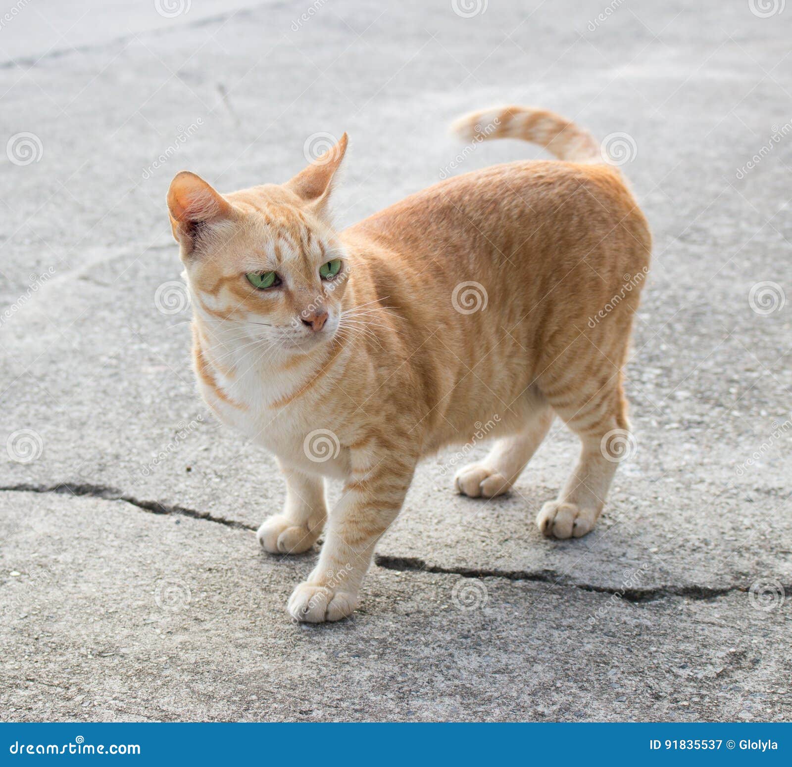 Gato rojo lindo imagen de archivo. Imagen de exterior - 91835537