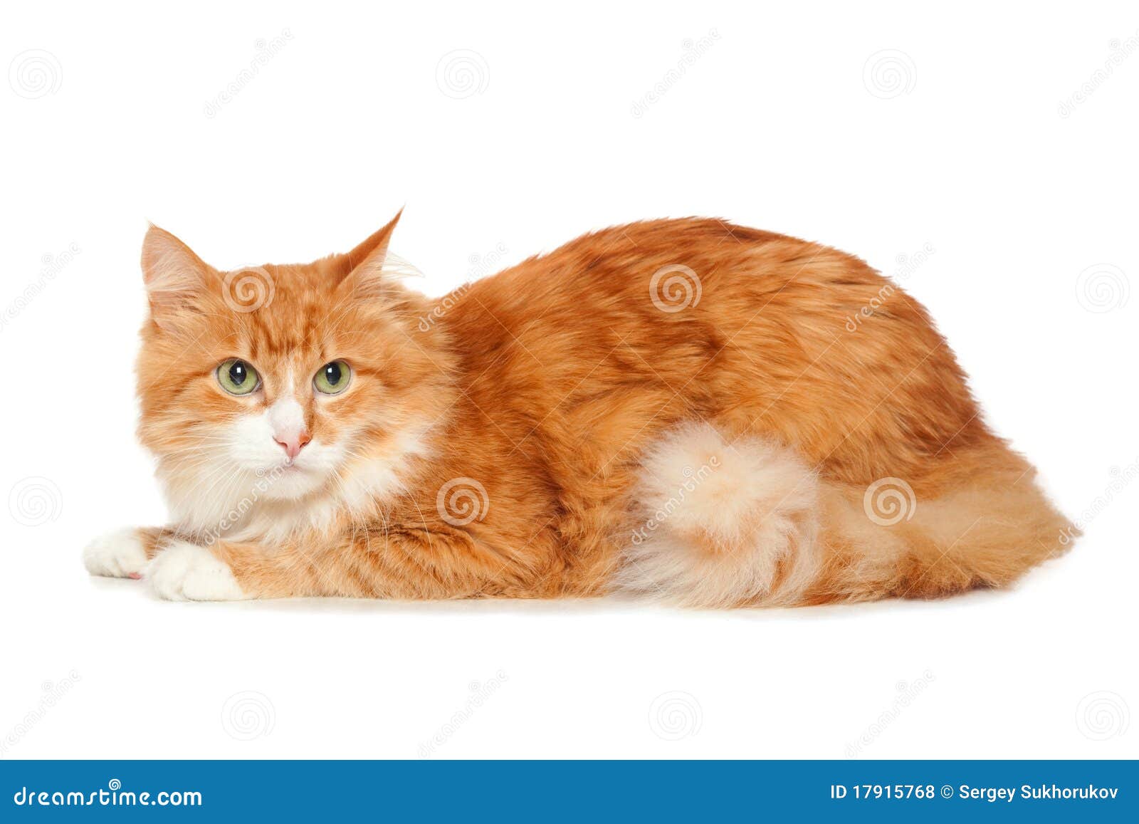 Gato Rojo Mullido Hermoso. Aislado En Blanco Foto de archivo - Imagen ...