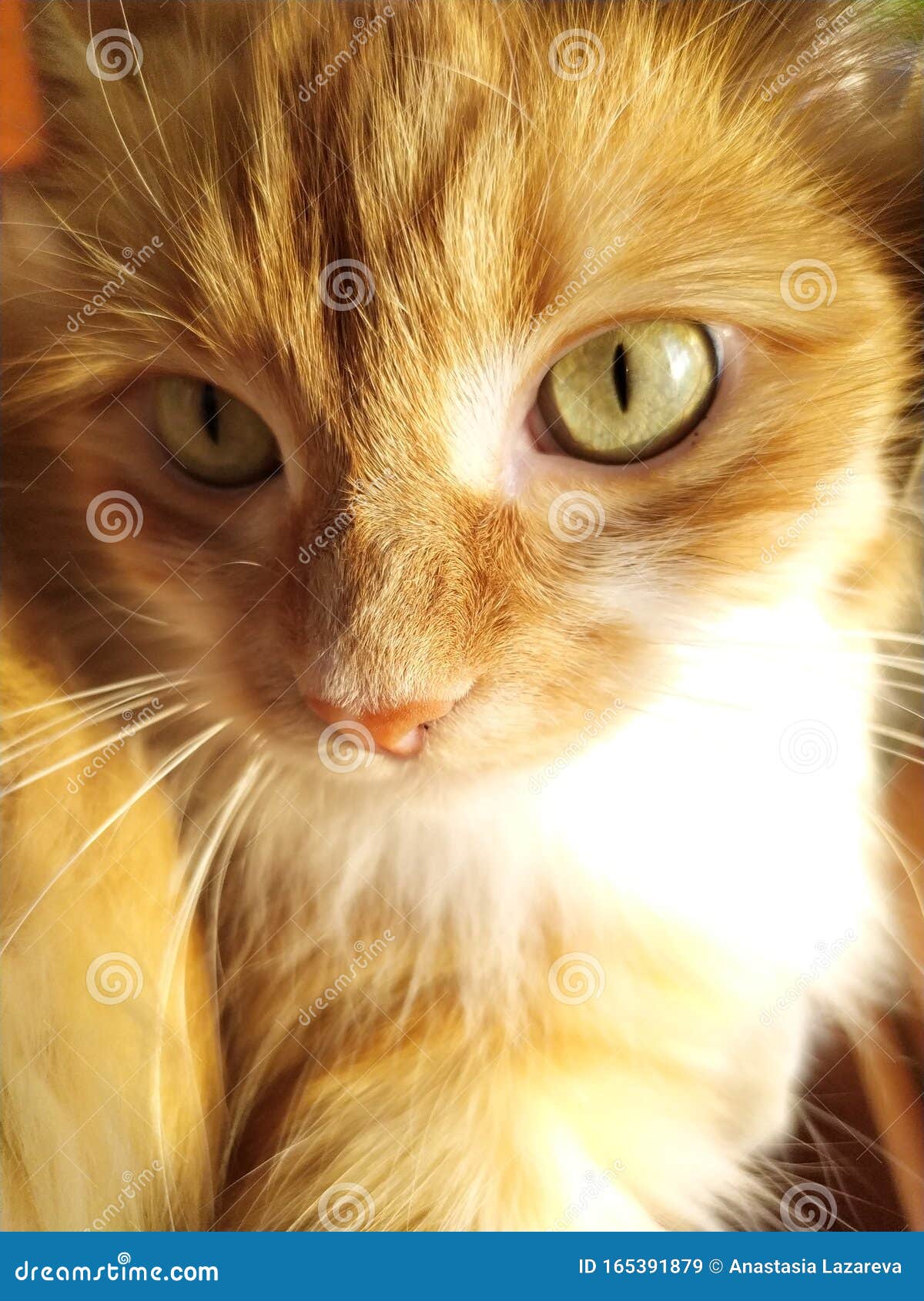 Gato rojo vivo imagen de archivo. Imagen de animal, retrato - 165391879