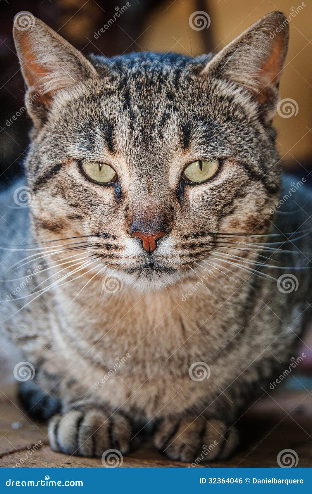 Gato sério foto de stock. Imagem de beleza, macio, felino - 32364046