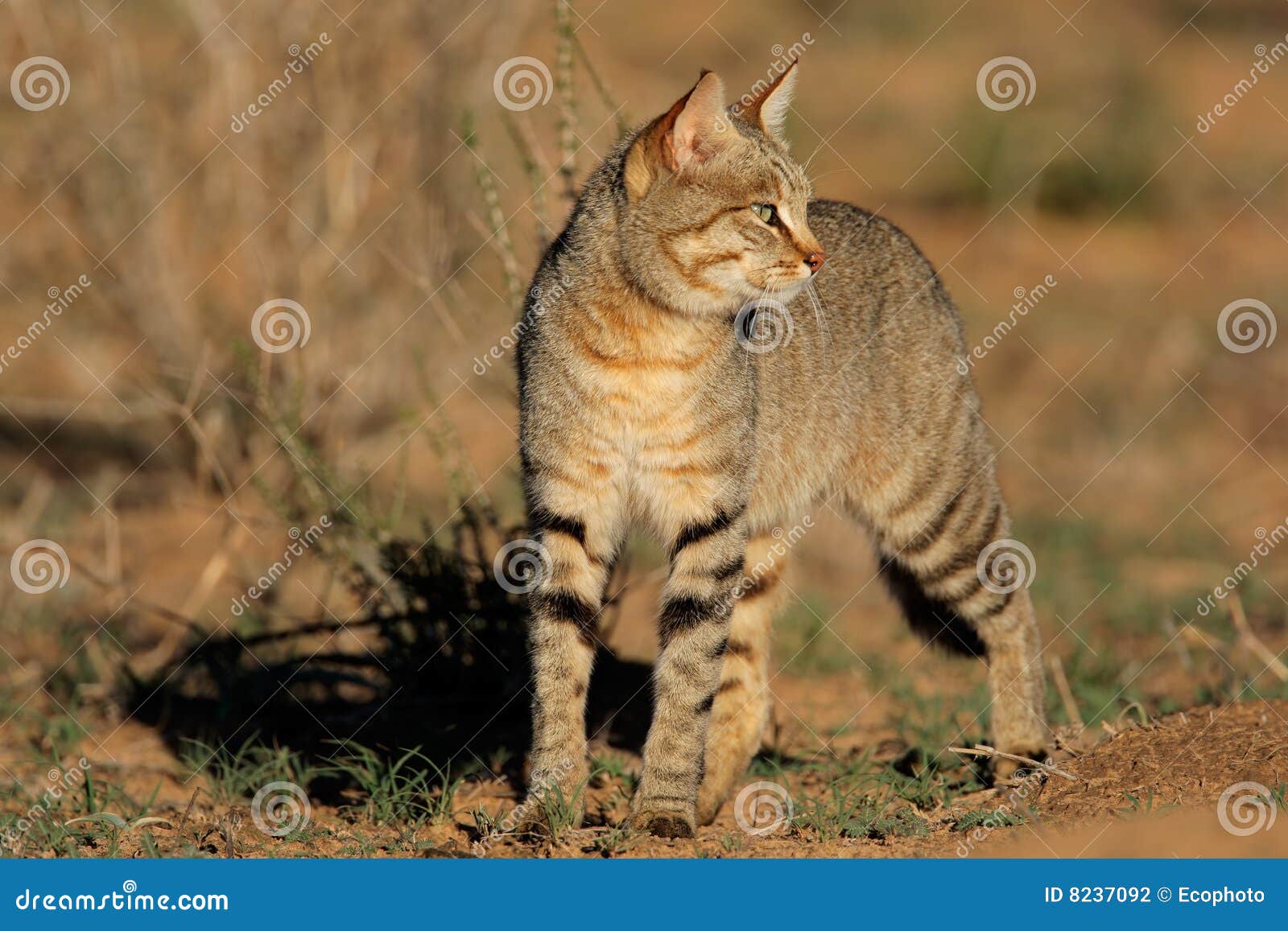 Gato selvagem africano foto de stock. Imagem de parque - 8237092