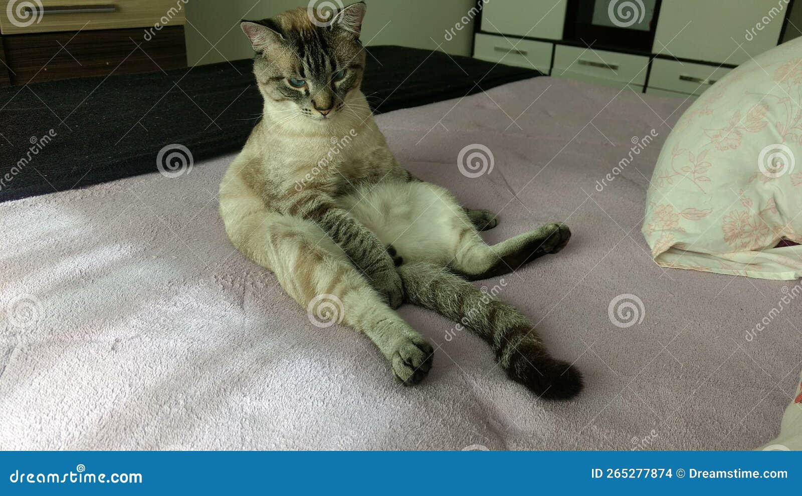 Gato Sentado Como Personas En La Cama Foto de archivo - Imagen de gato ...