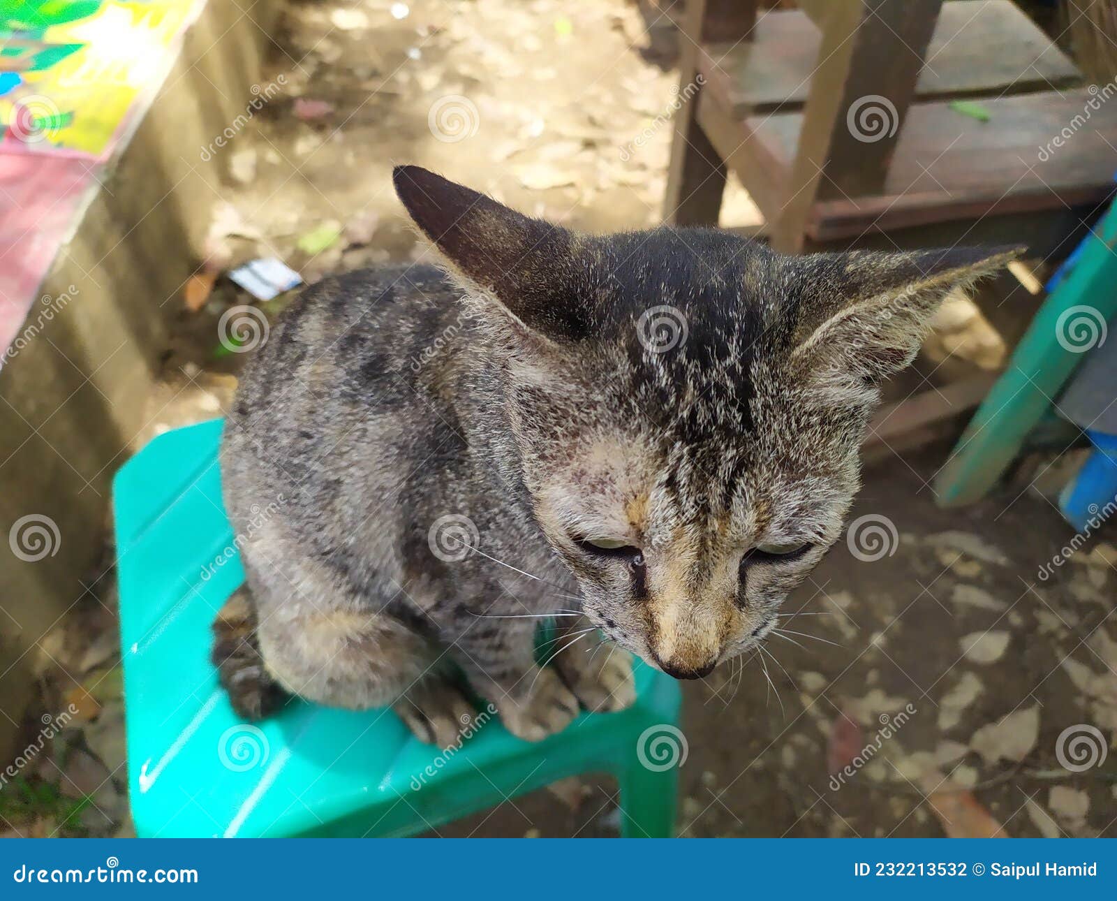 Gato sentado numa cadeira foto de stock. Imagem de cadeira - 232213532