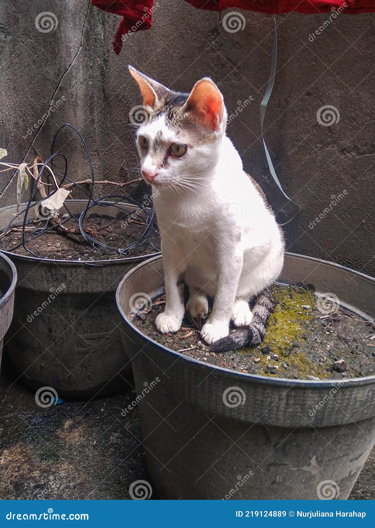 Gato sentado imagen de archivo. Imagen de calma, puro - 219124889
