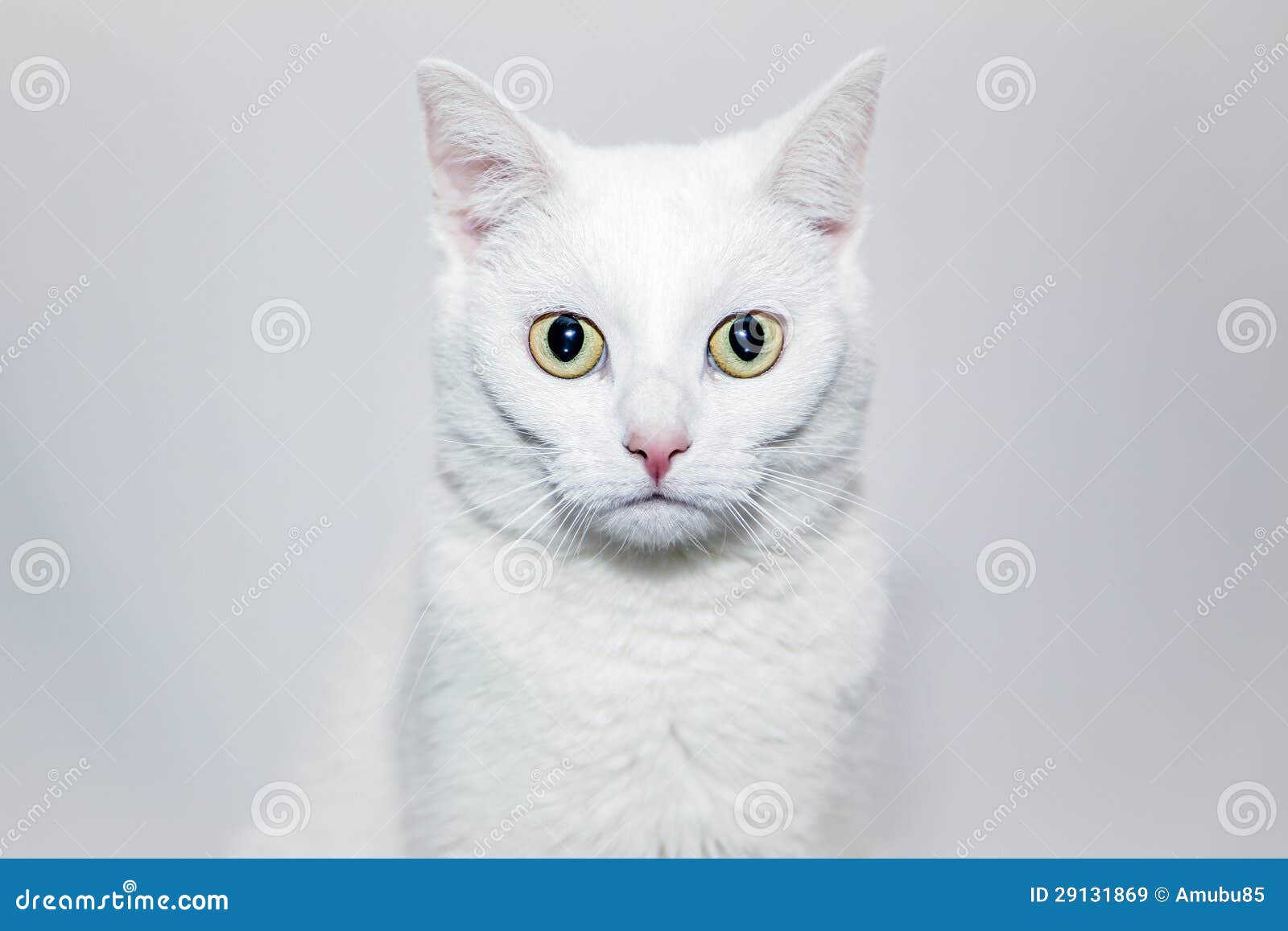 Gato serio imagen de archivo. Imagen de boca, animal - 29131869