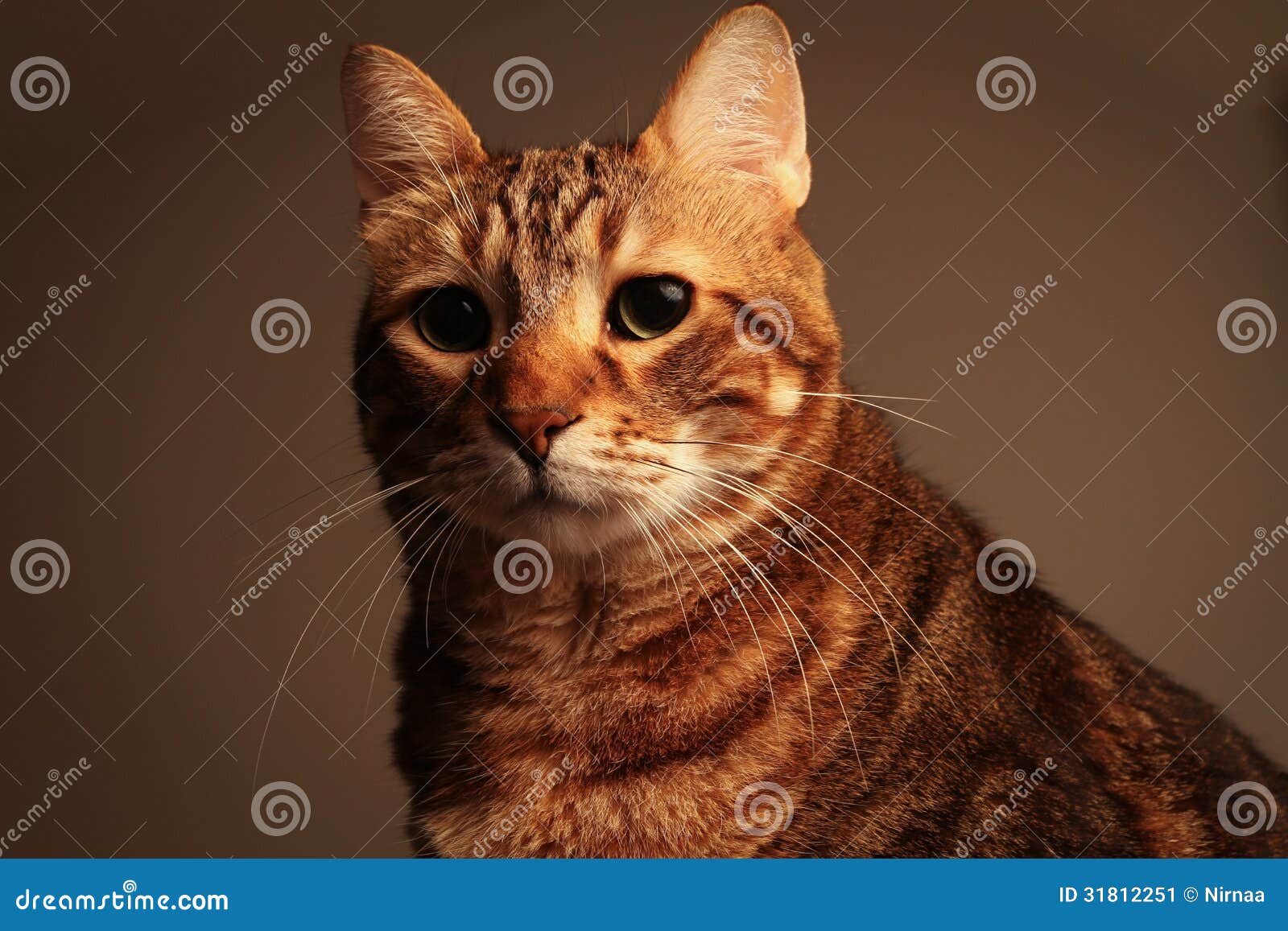 Gato serio imagen de archivo. Imagen de doméstico, peludo - 31812251