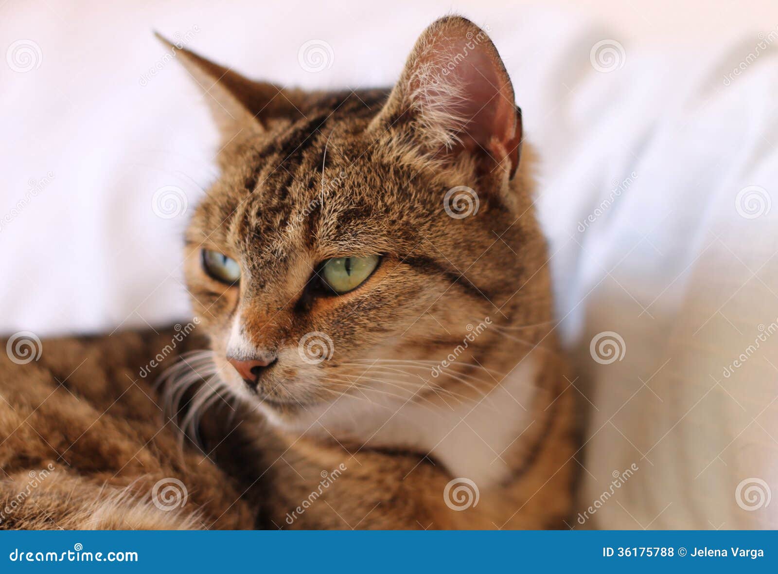 Gato serio foto de archivo. Imagen de mirando, adorable - 36175788