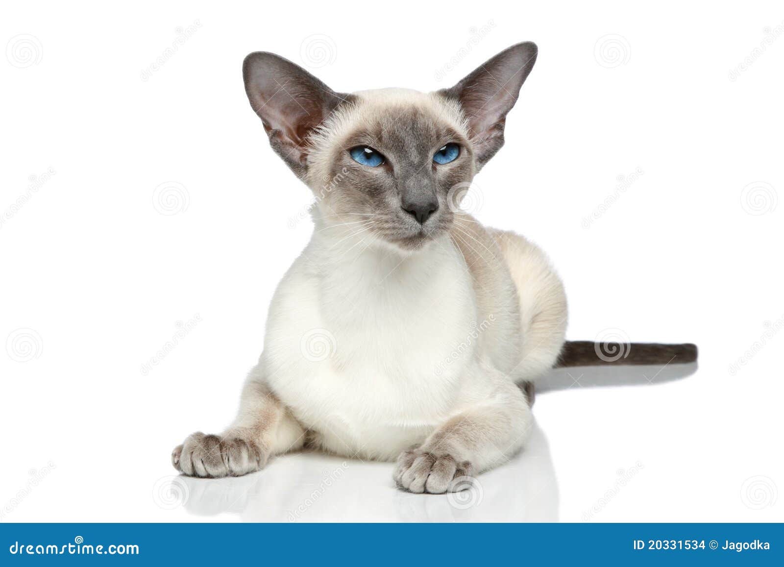 Gato Siamés Del Blue-point Oriental Foto de archivo - Imagen de azul ...