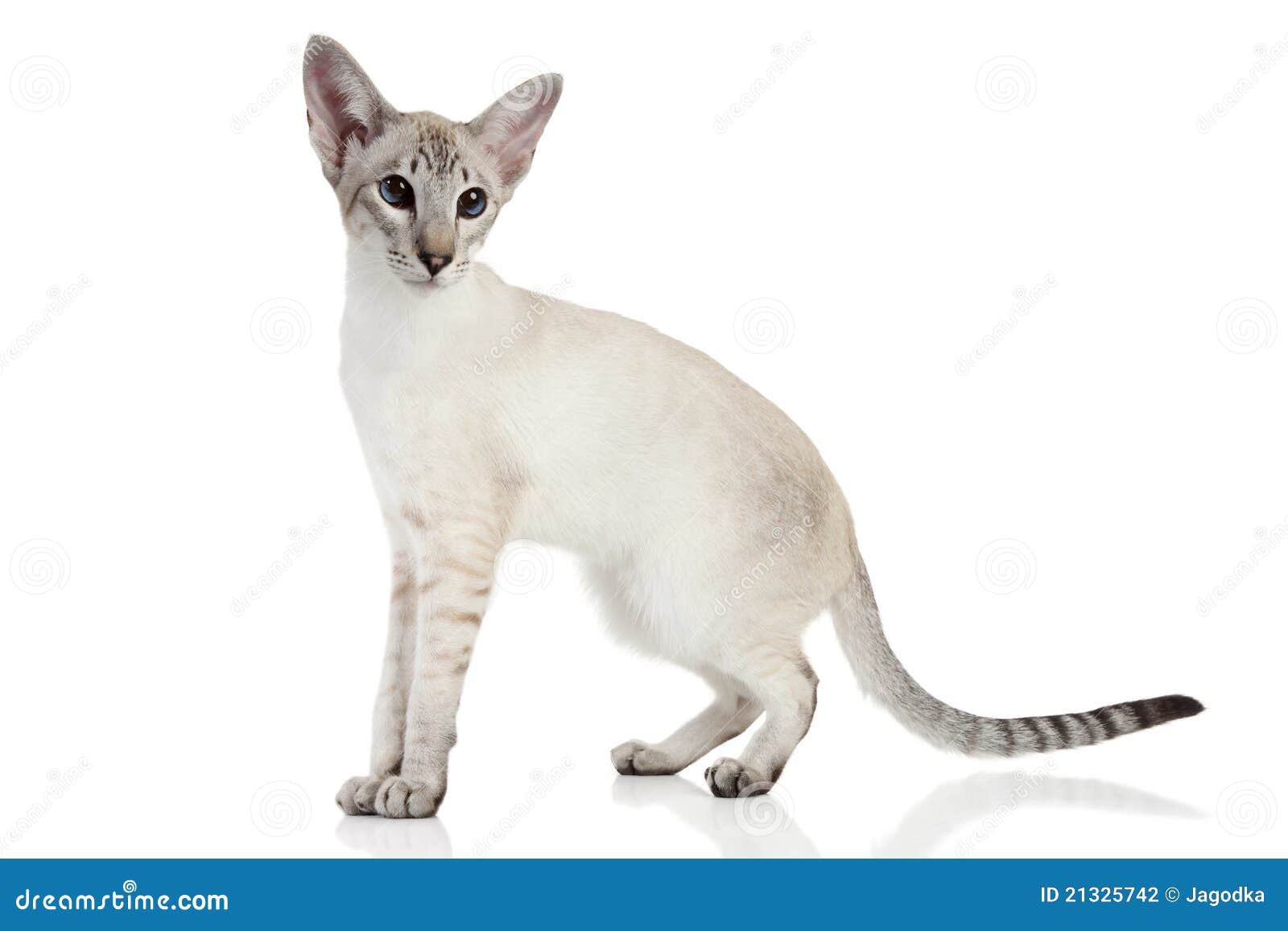 Gato Siamés Del Blue-point Oriental Foto de archivo - Imagen de ...