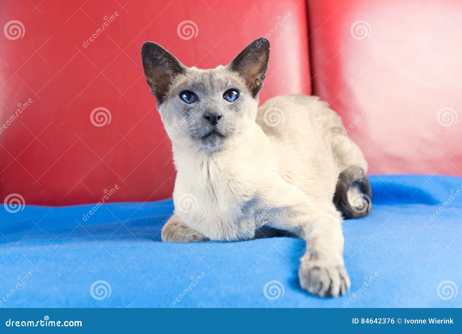 Gato siamese de ponto azul foto de stock. Imagem de olhos - 84642376