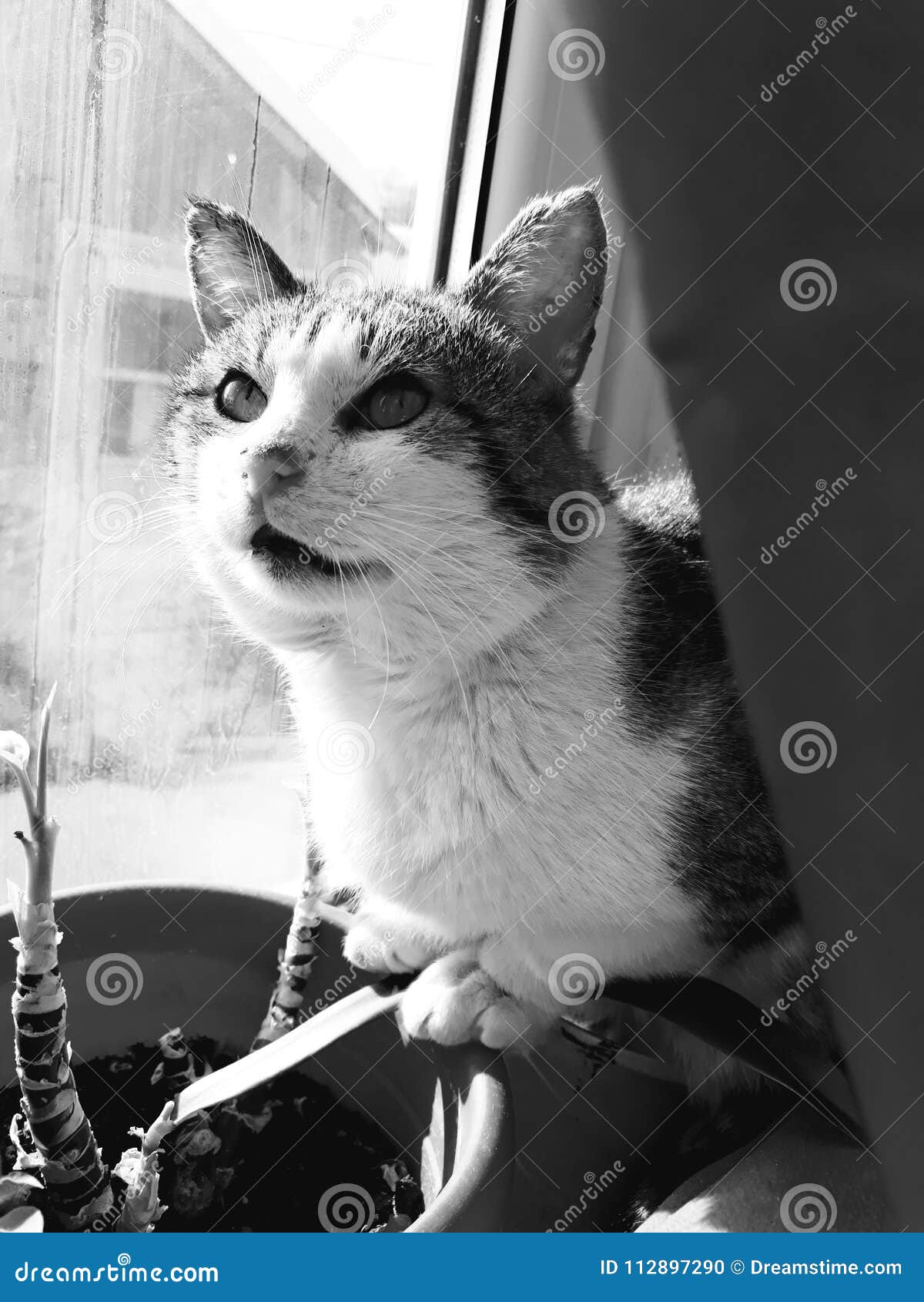 Gato simple foto de archivo. Imagen de gato, lindo, sencillo - 112897290