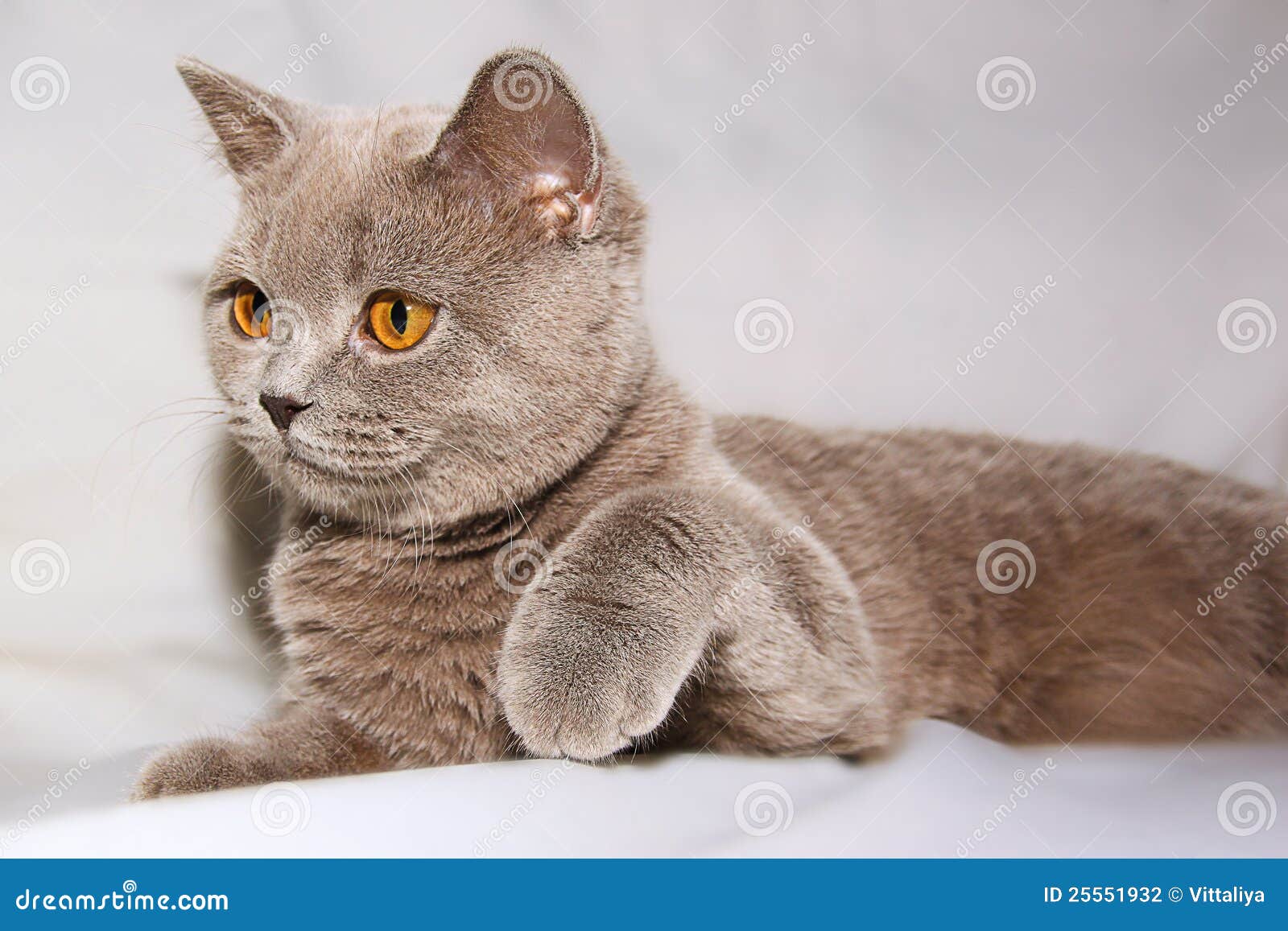 Gato sorprendido foto de archivo. Imagen de frondoso - 25551932