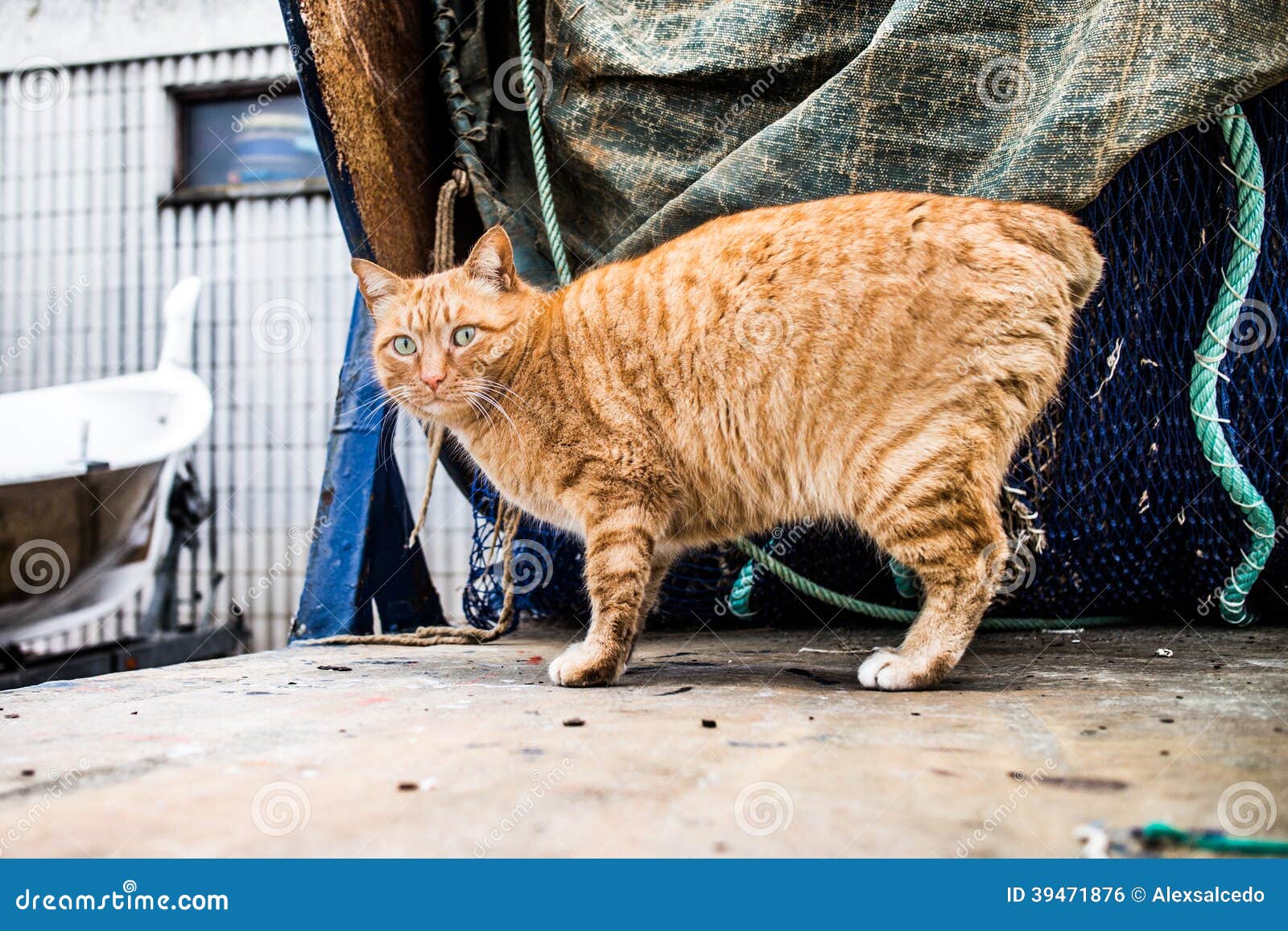 Gato sorprendido foto de archivo. Imagen de mascota, exterior - 39471876