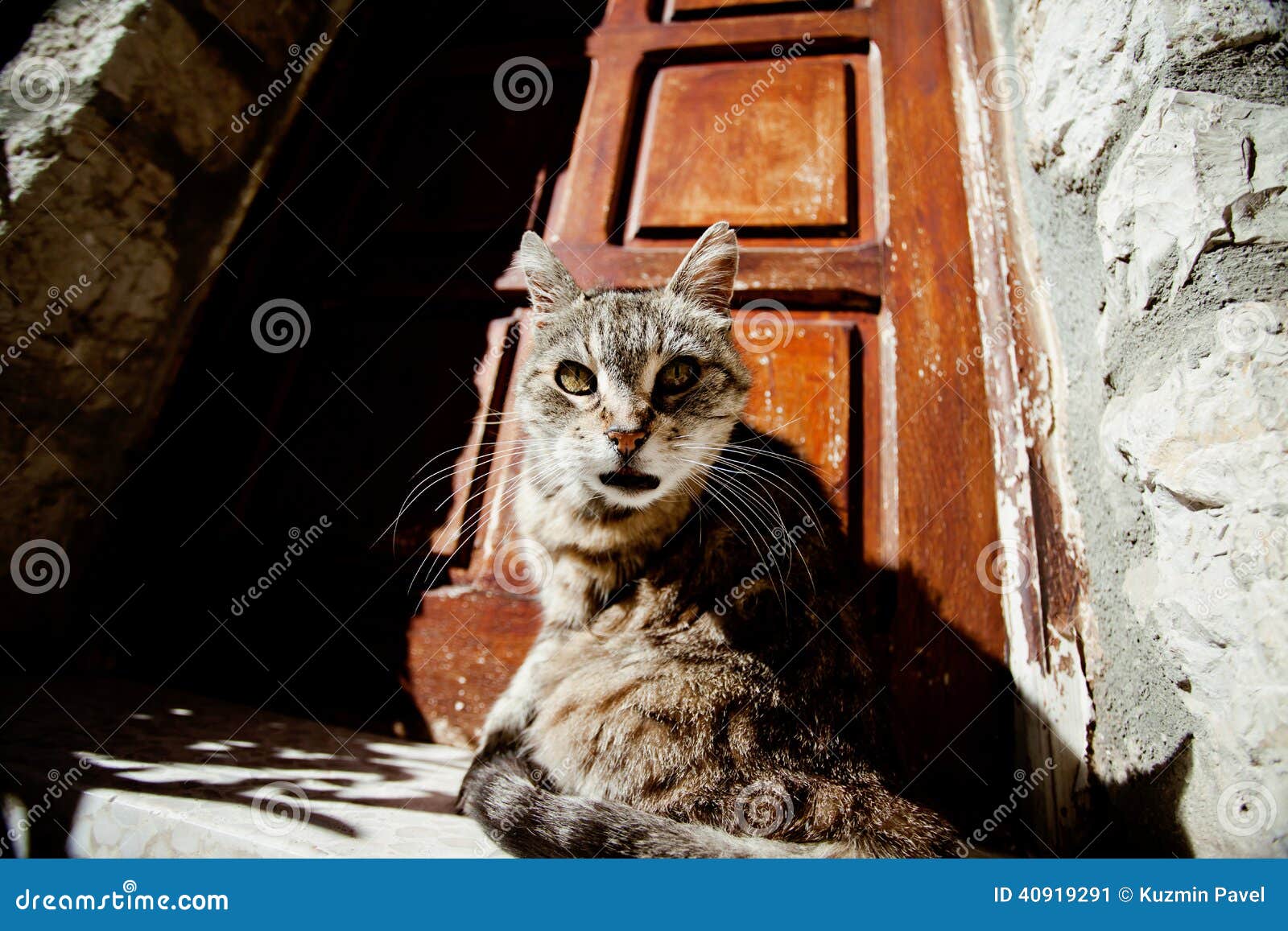 Gato sorprendido imagen de archivo. Imagen de asombro - 40919291