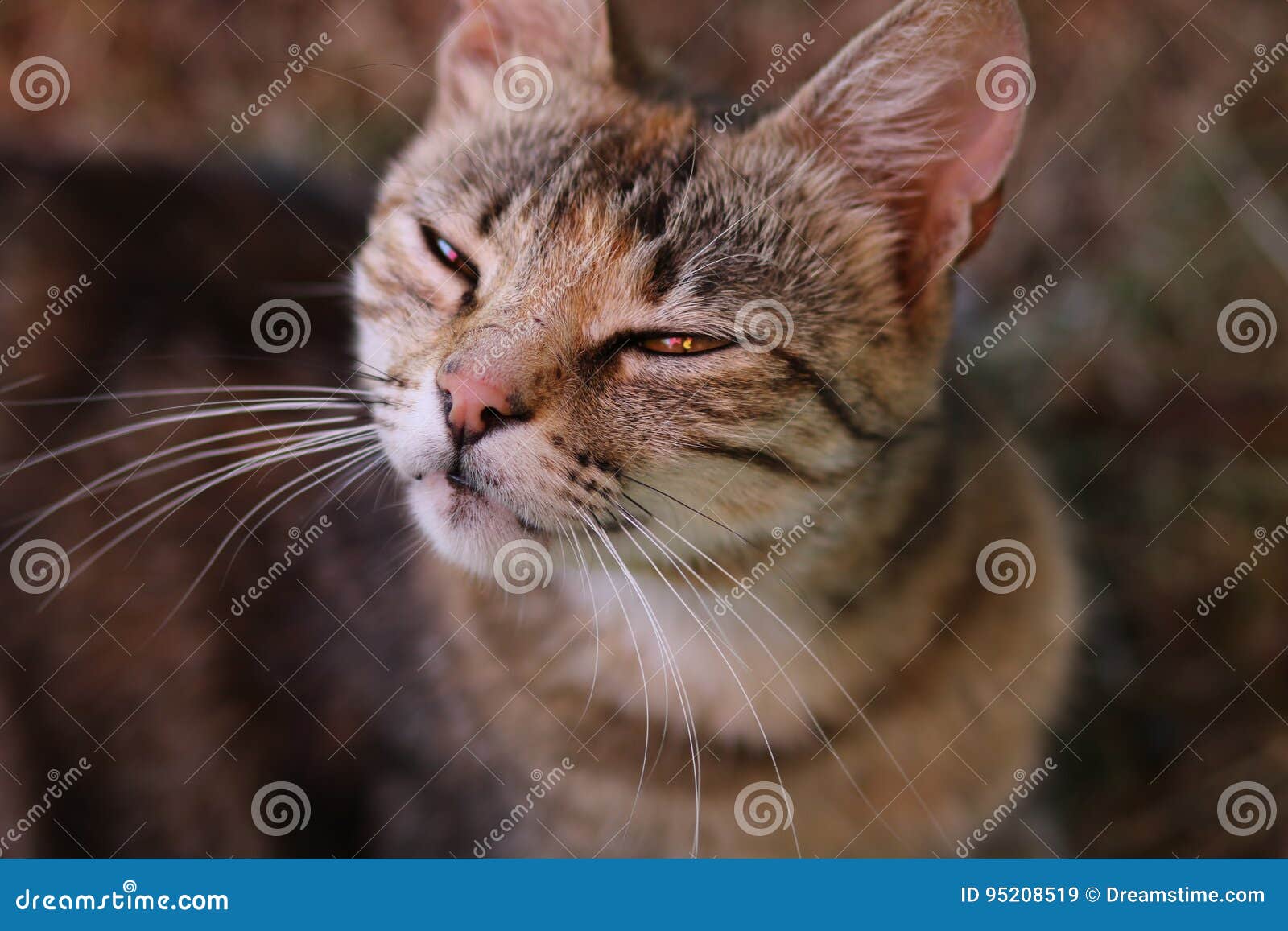 Gato De Mirada Sospechosa