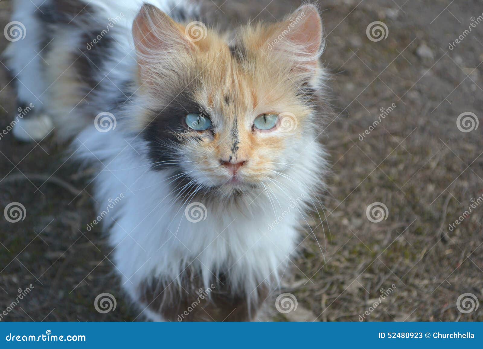 Gato Tricolor imagem de stock. Imagem de retrato, tricolor - 52480923