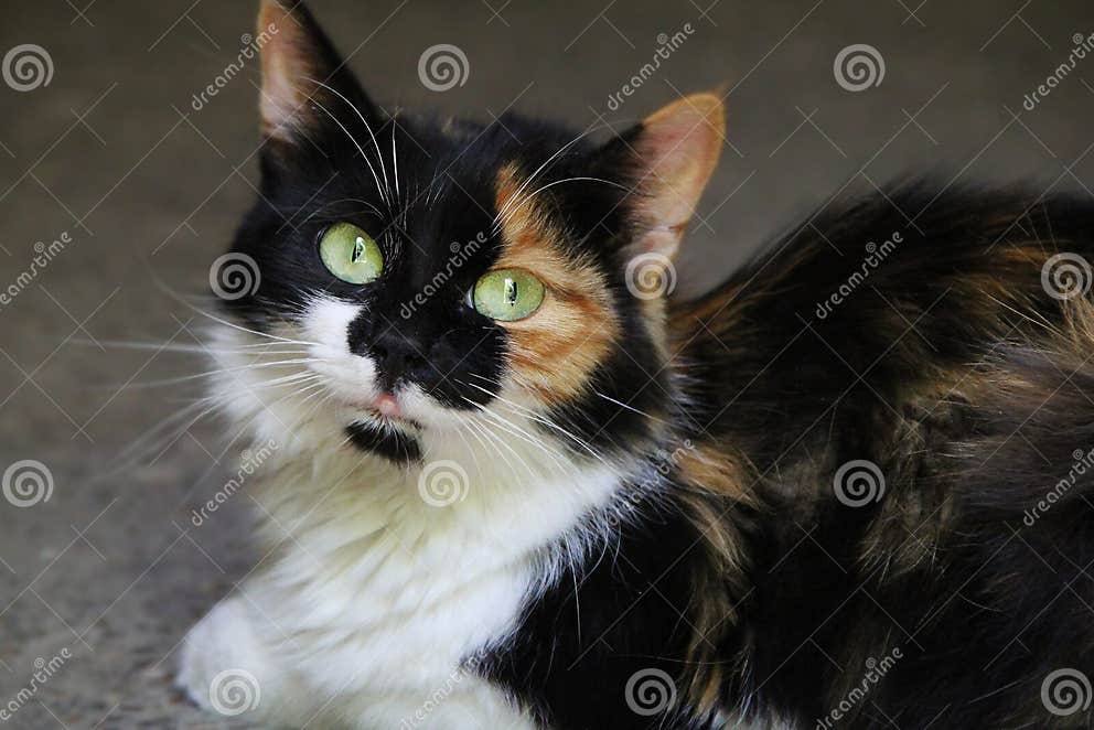 Gato Tricolor imagem de stock. Imagem de relaxamento - 61920009