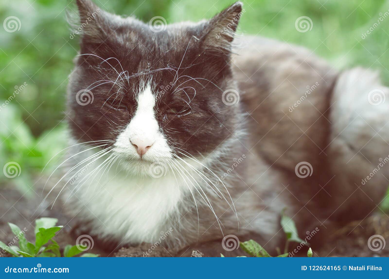 Gato triste imagen de archivo. Imagen de animal, gato - 122624165