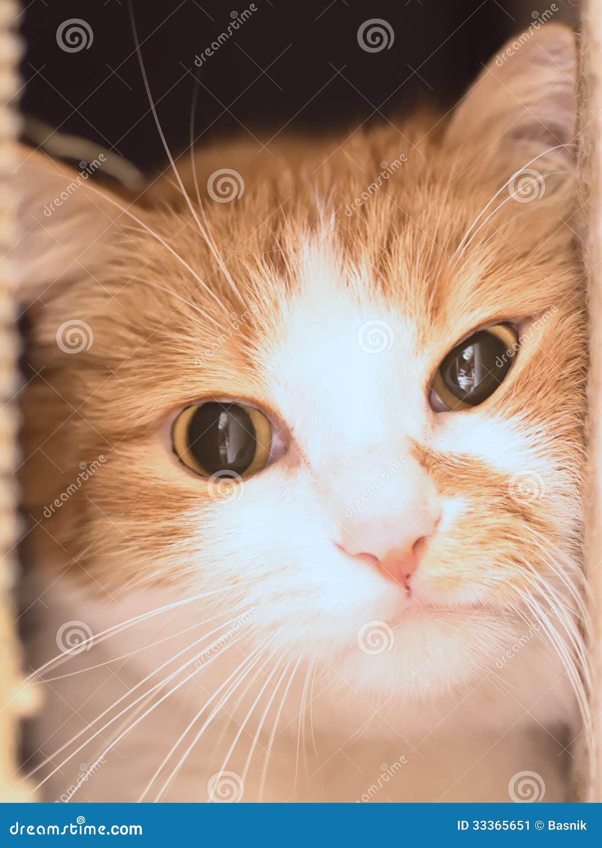 Gato triste imagen de archivo. Imagen de felino, adulto - 33365651