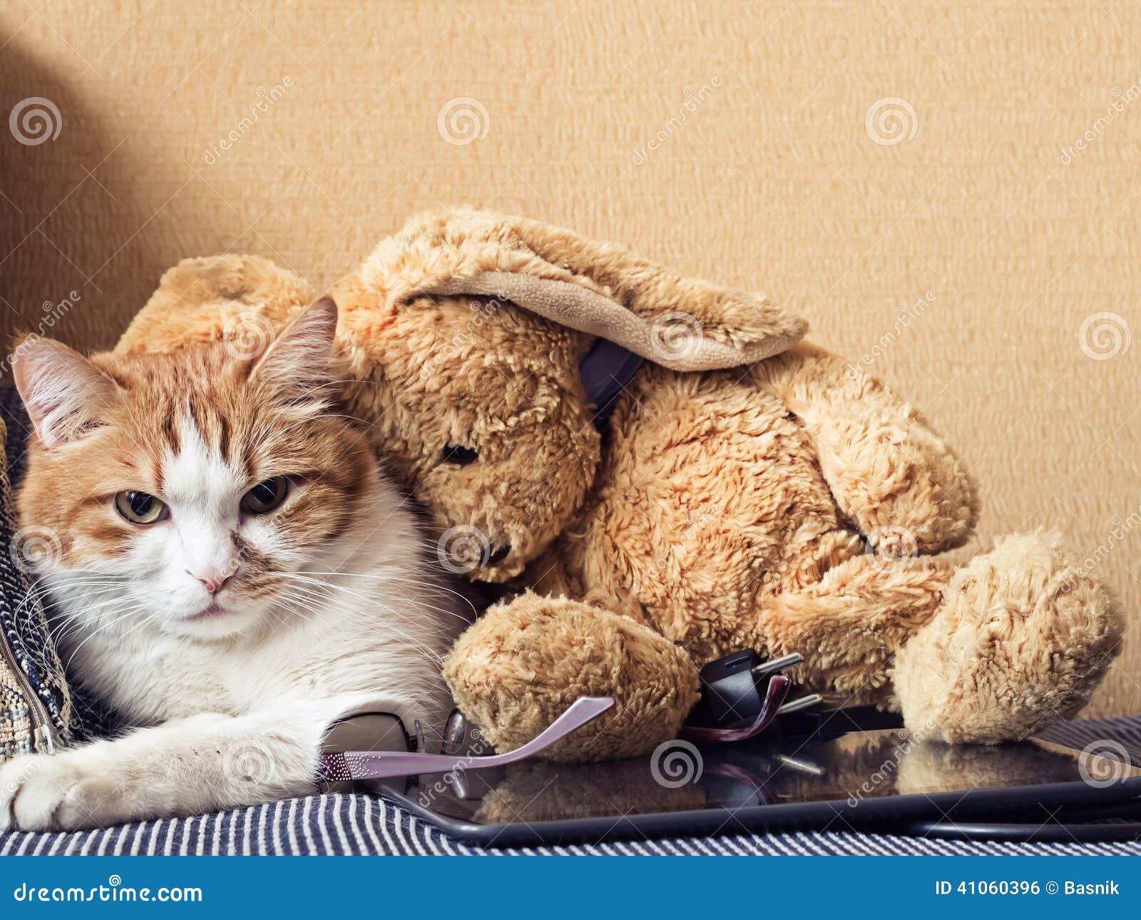 Gato triste foto de archivo. Imagen de casero, gatos - 41060396