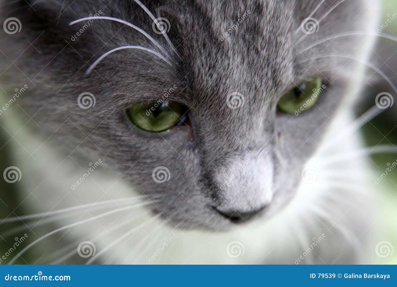 Gato triste imagem de stock. Imagem de animais, postura - 79539