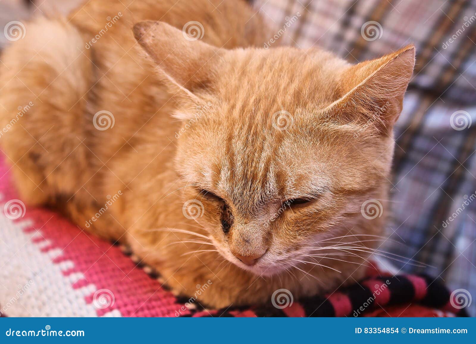 Gato triste foto de archivo. Imagen de castillo, foto - 83354854