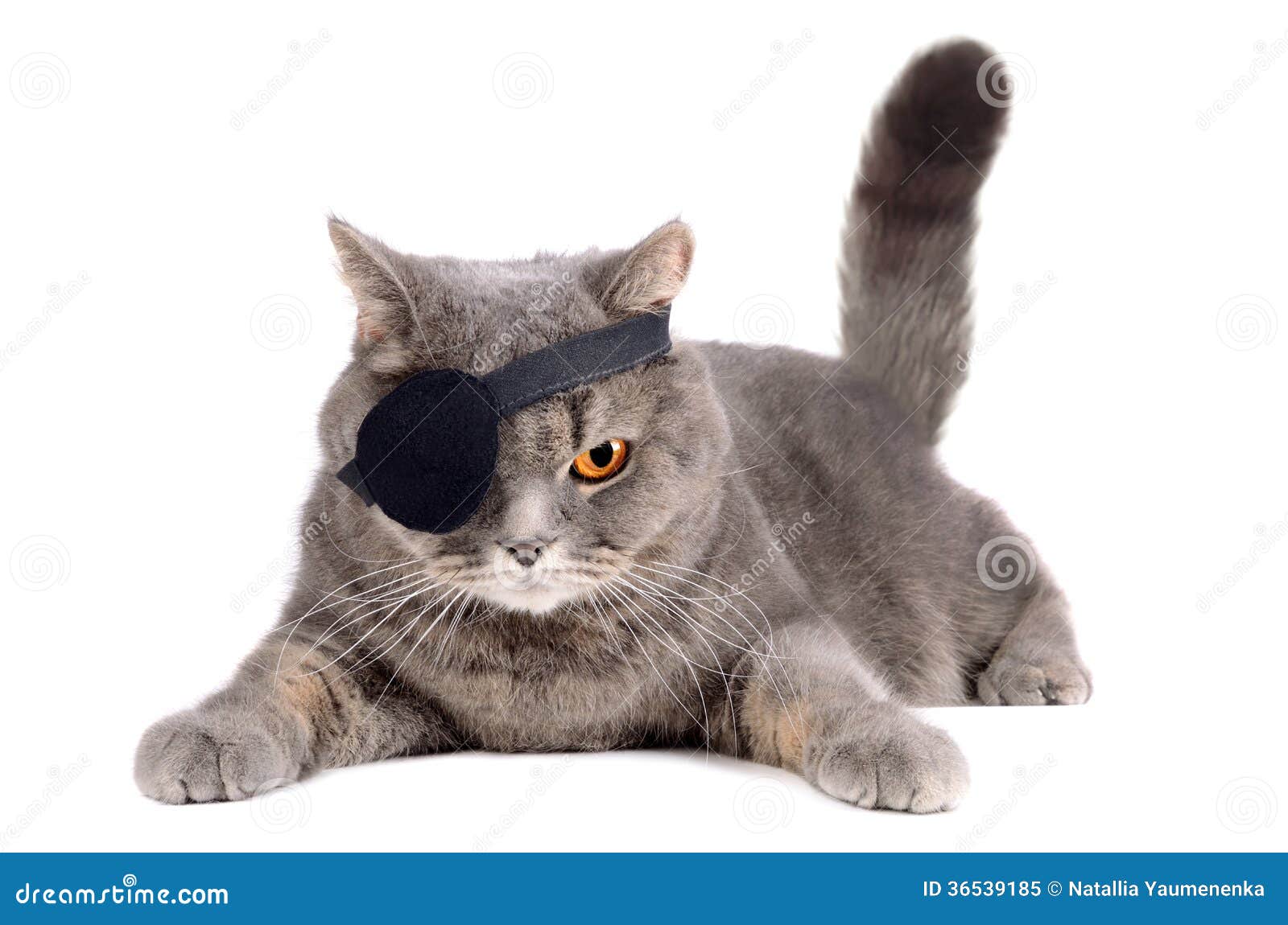 Gato tuerto imagen de archivo. Imagen de peligro, humor - 36539185