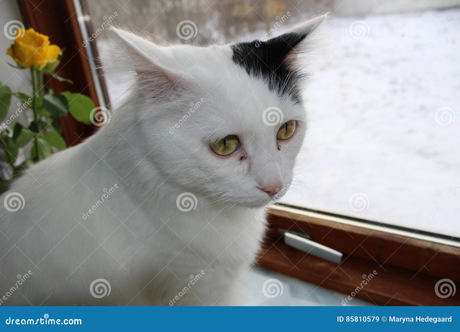 Gato - Turco Van, Angora De La Raza Imagen de archivo - Imagen de ...