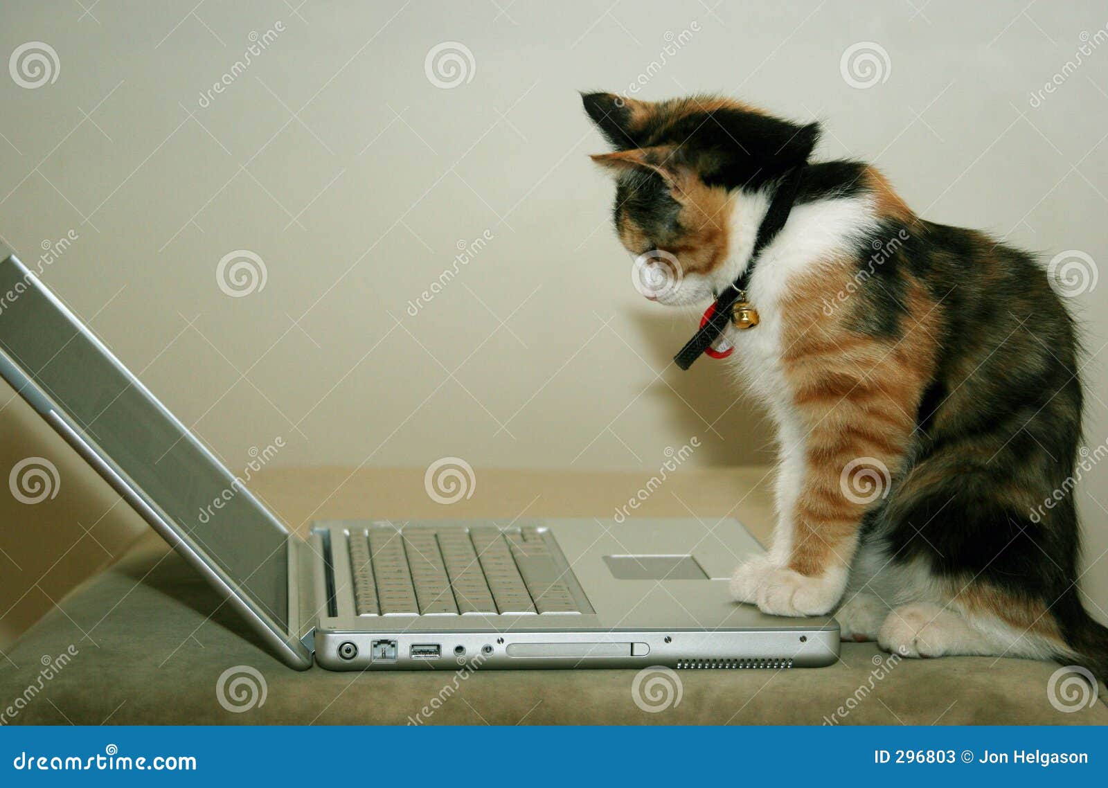 Gato usando o computador imagem de stock. Imagem de aprendizagem - 296803