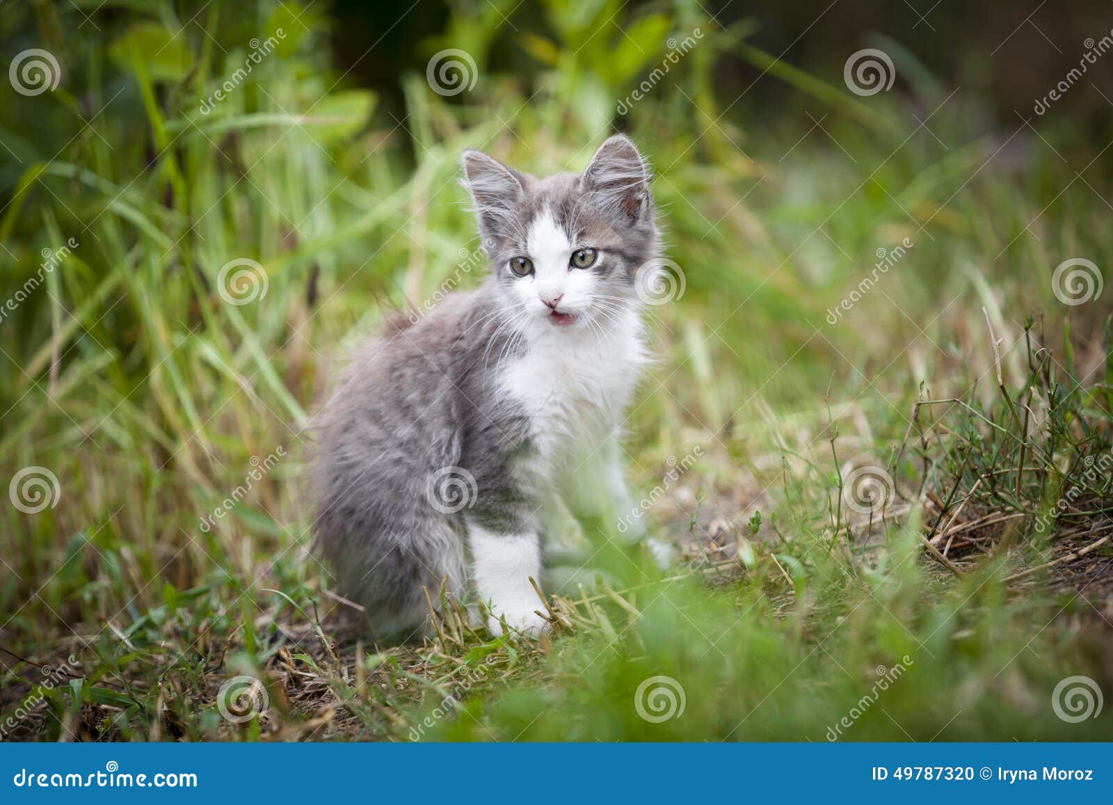Gato vagabundo foto de archivo. Imagen de camino, enfermedad - 49787320