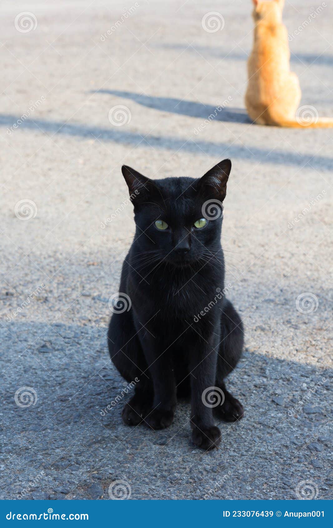 Gato vagabundo en la calle imagen de archivo. Imagen de divertido ...