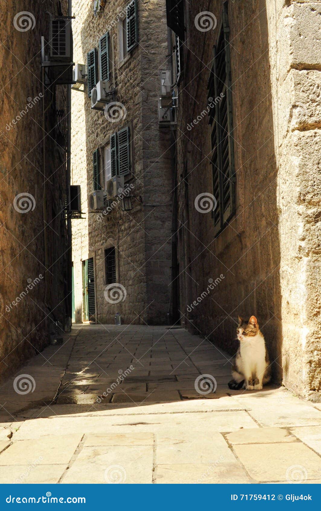 Gato vagabundo urbano foto de archivo. Imagen de paisaje - 71759412