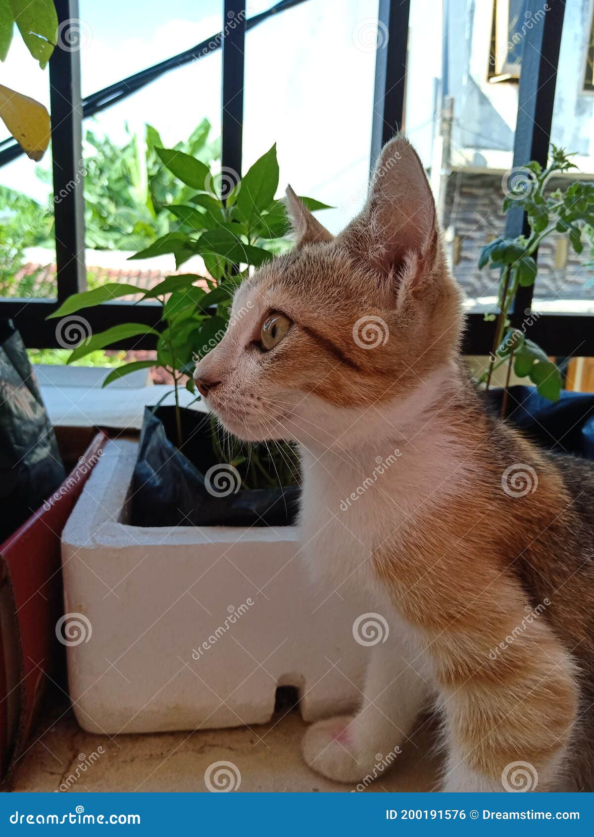 Gato Valiente Con Una Mirada Atrevida Foto de archivo - Imagen de ...