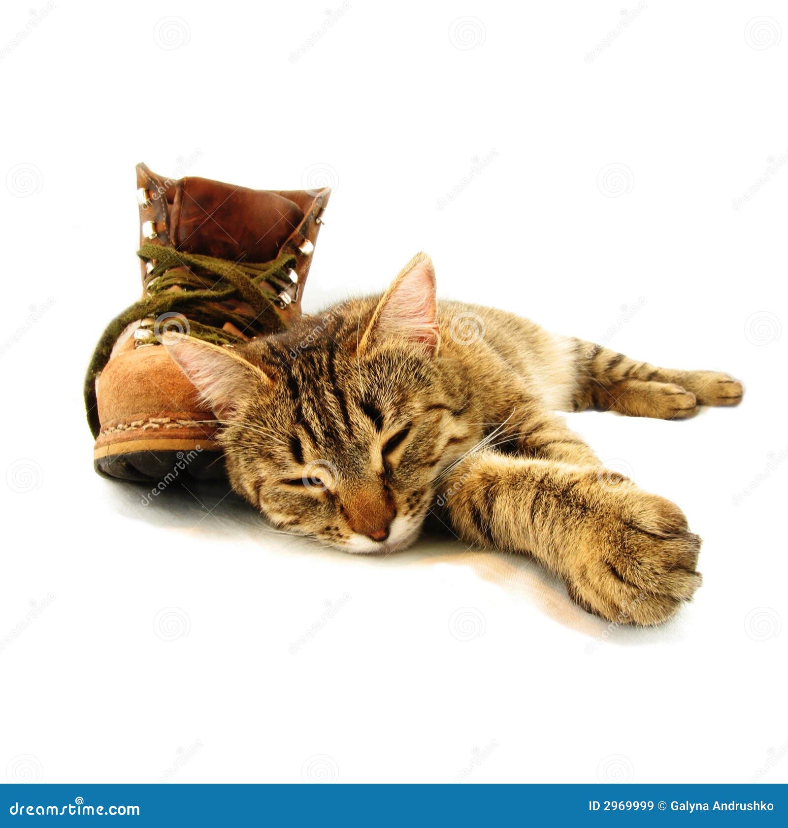 Gato Y Cargador Del Programa Inicial Imagen de archivo - Imagen de ...