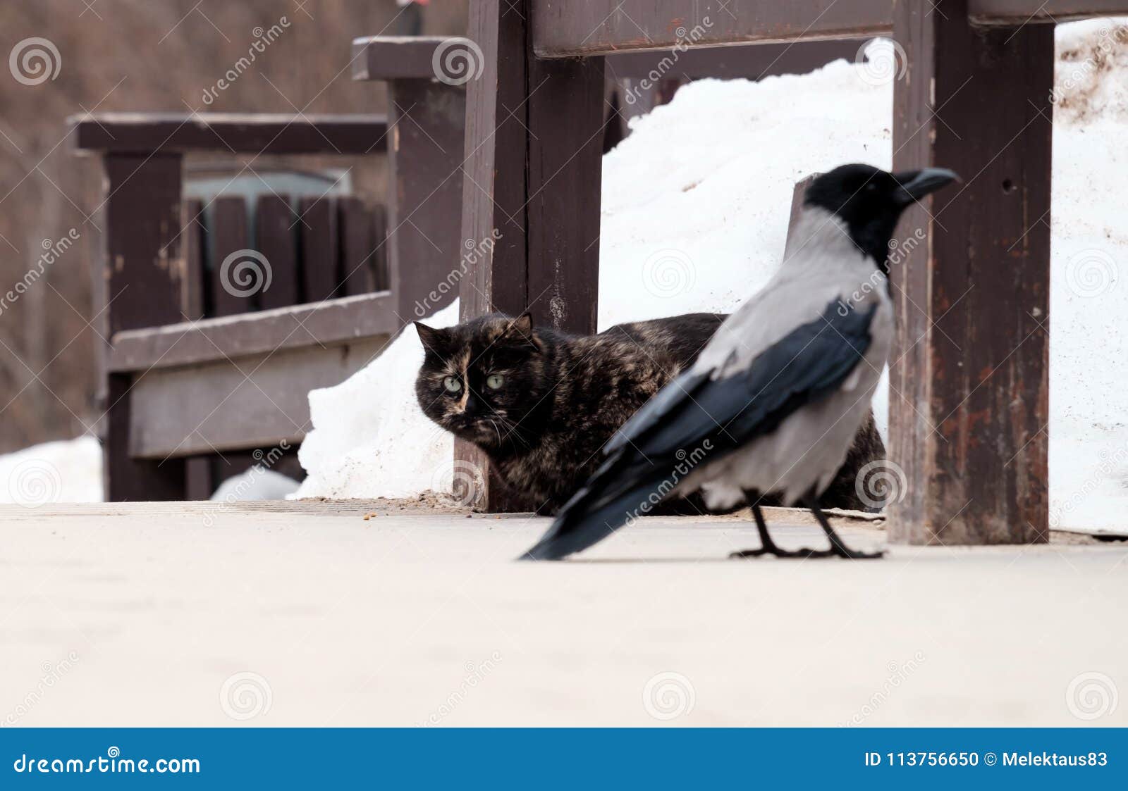 Gato y cuervo foto de archivo. Imagen de selectivo, animal - 113756650
