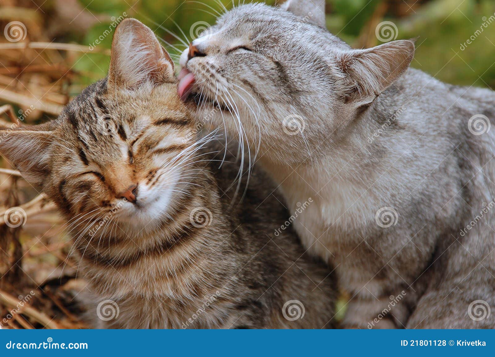 Gato y el gato foto de archivo. Imagen de dulzura, beso - 21801128