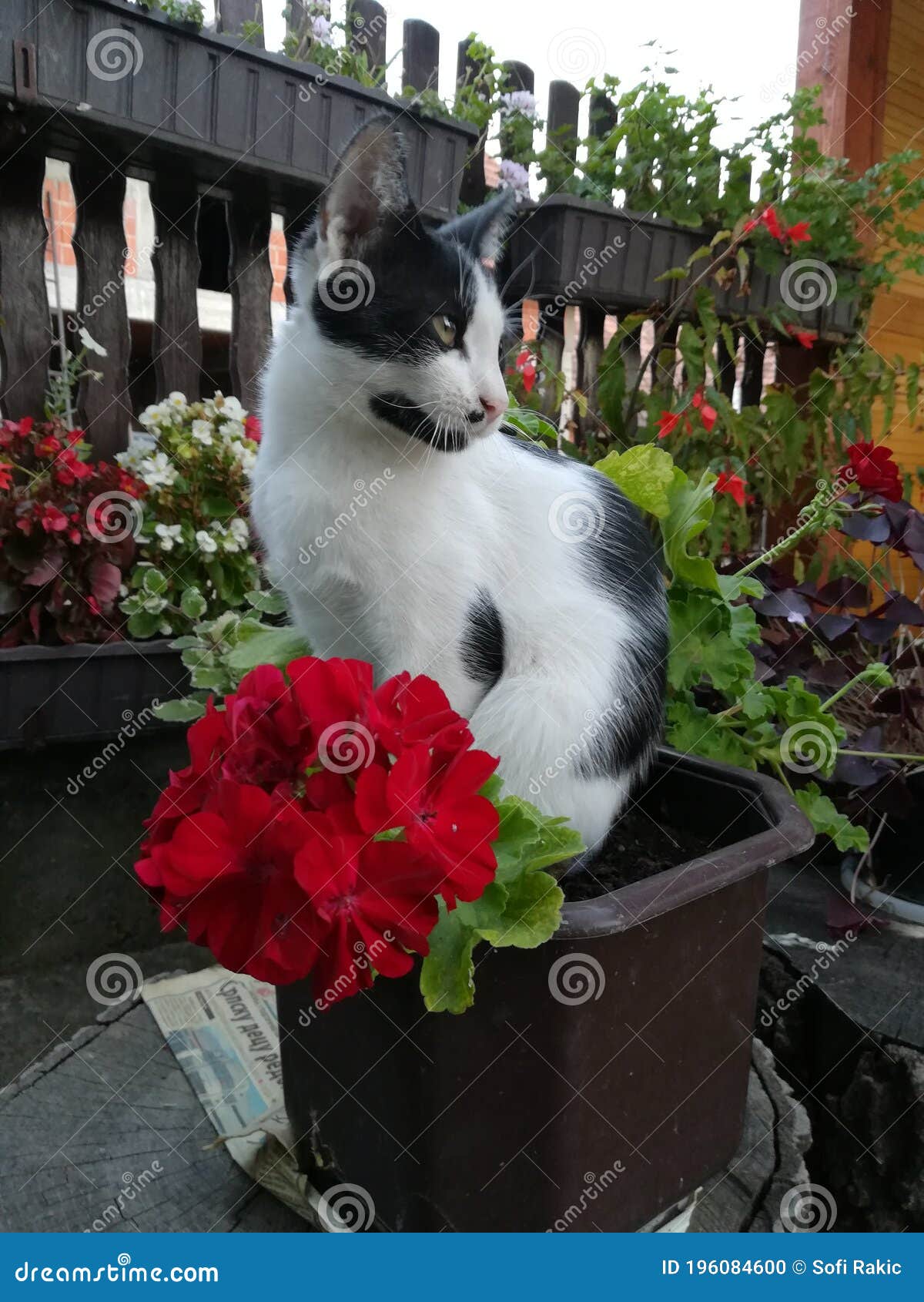 Gato y flor foto de archivo. Imagen de mascota, hoja - 196084600
