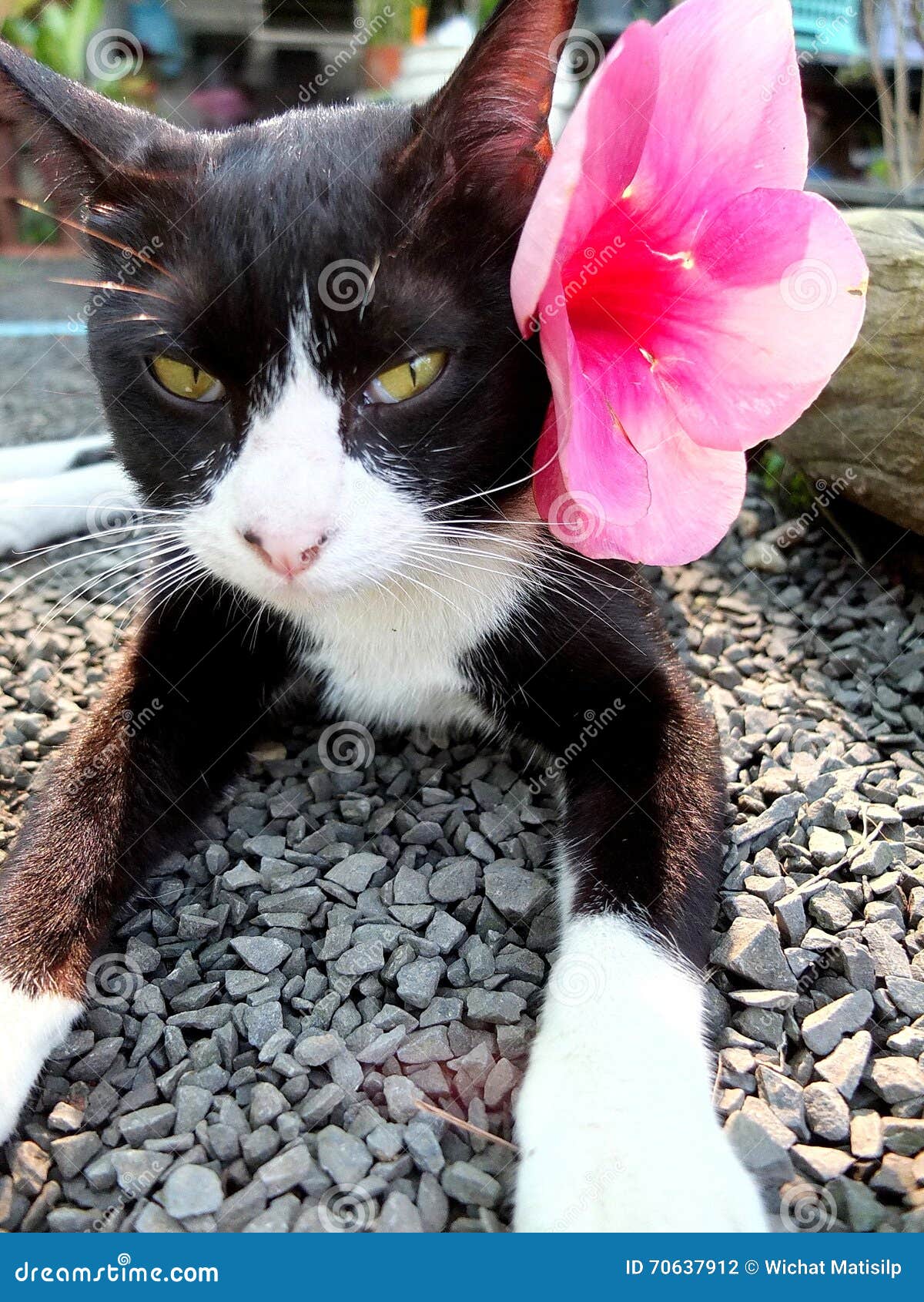 Gato y flor foto de archivo. Imagen de flores, belleza - 70637912