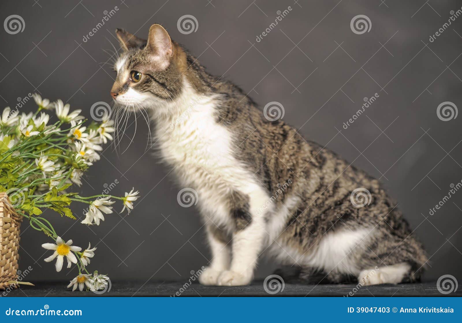 Gato y flores lindos imagen de archivo. Imagen de adorne - 39047403