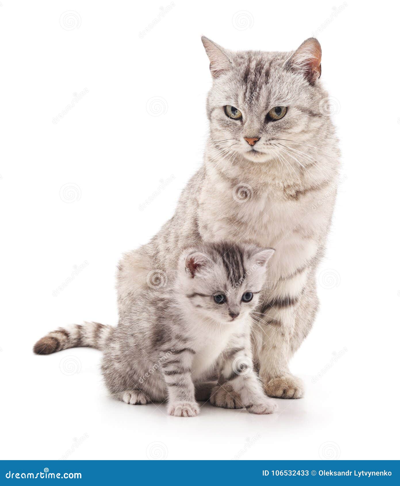 Gato y gatito de la mamá imagen de archivo. Imagen de primer - 106532433
