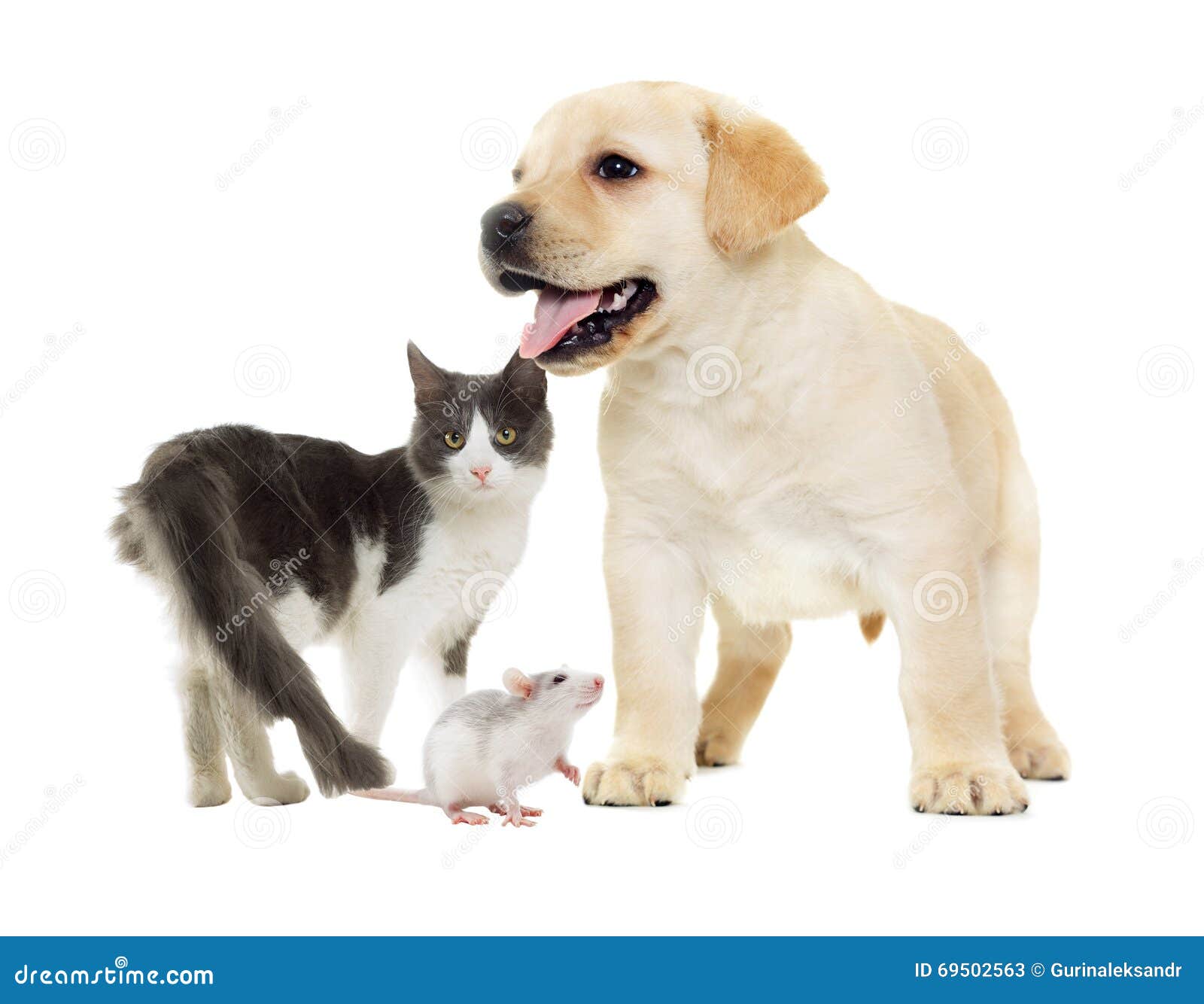Gato Y Perrito Labrador Y Rata Imagen de archivo - Imagen de mascotas ...