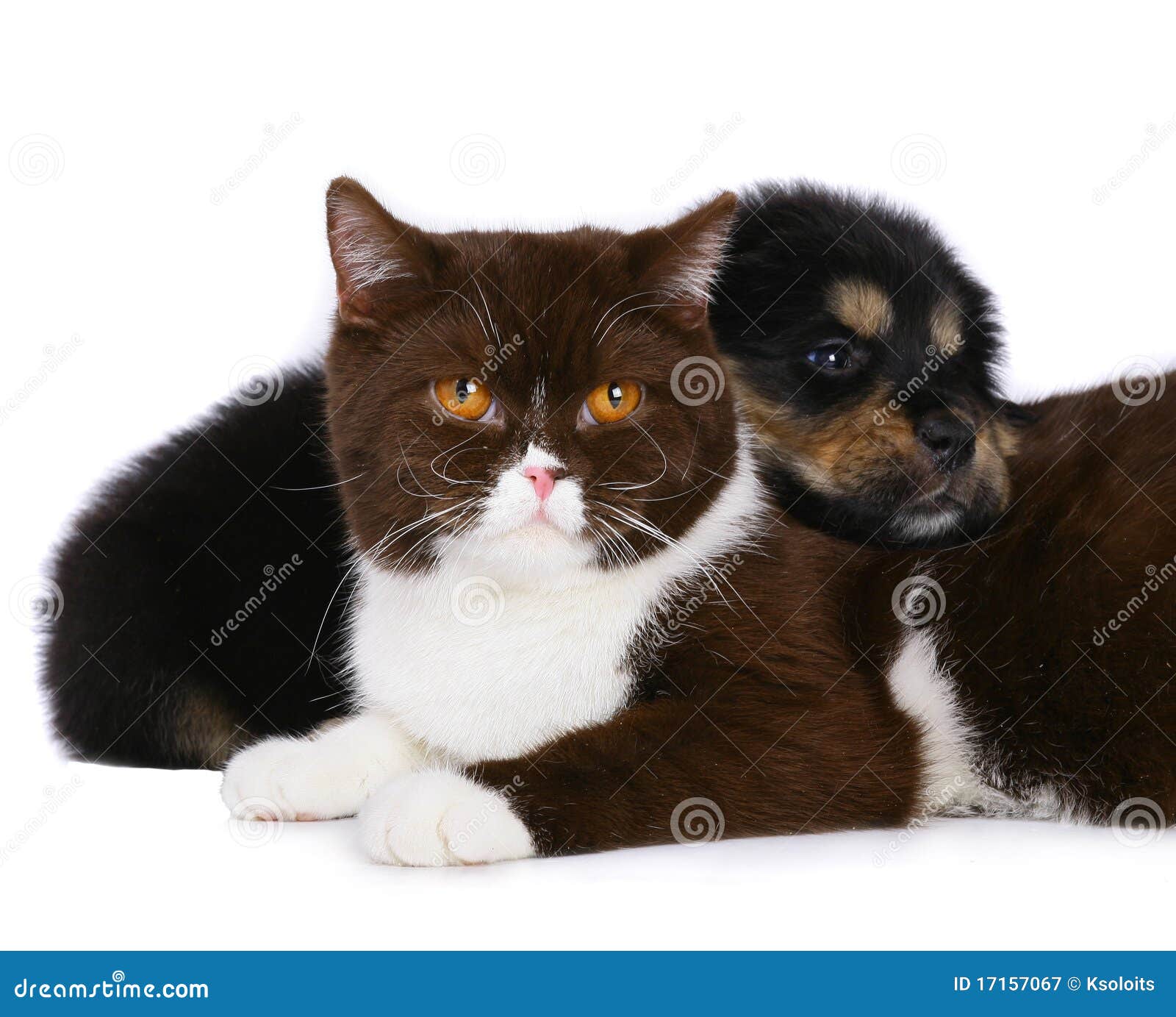 Gato y perro. imagen de archivo. Imagen de beso, perro - 17157067