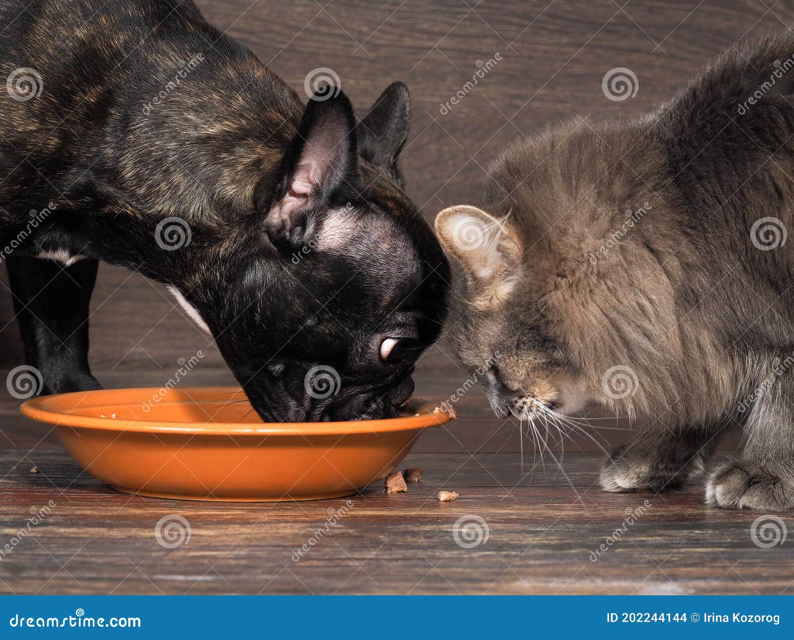 Gato Y Perro Comiendo Comida De Un Plato En El Suelo Foto de archivo ...